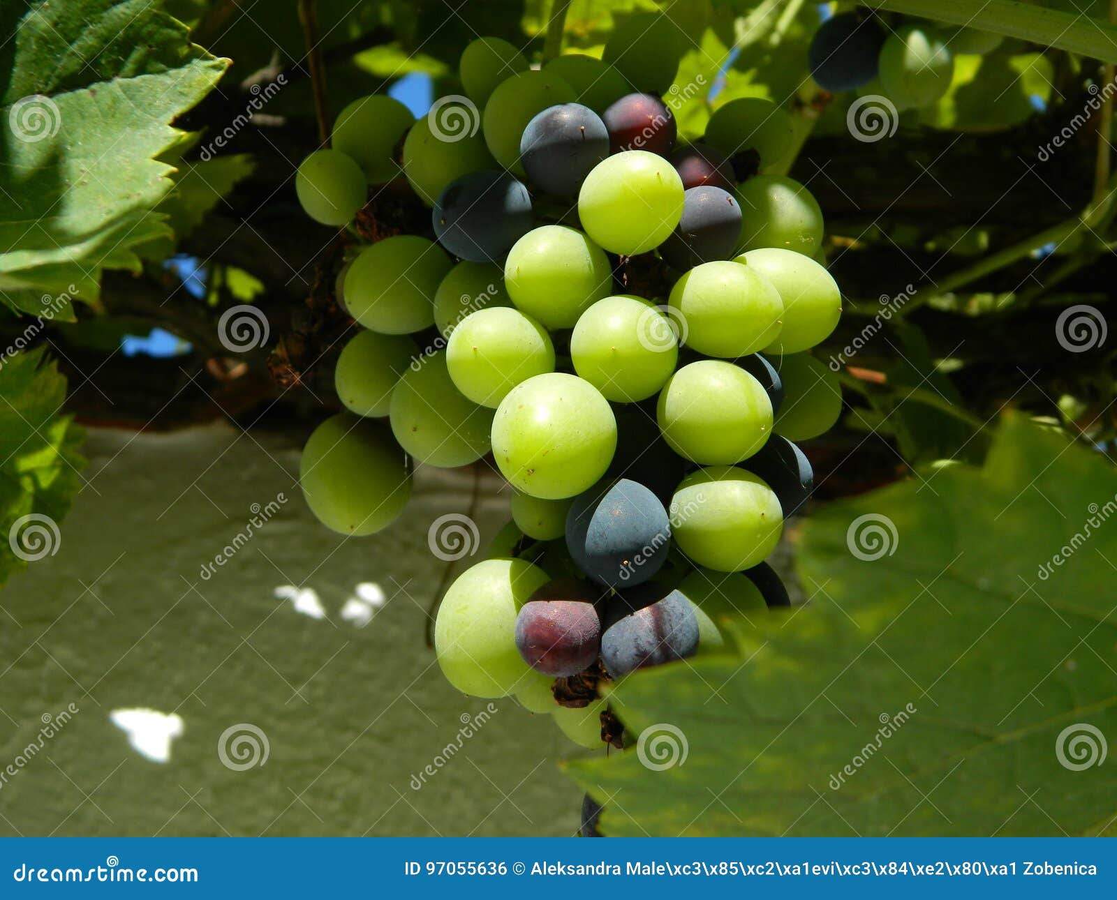Grapes 7 stock photo. Image of agriculture, early, grapes - 97055636