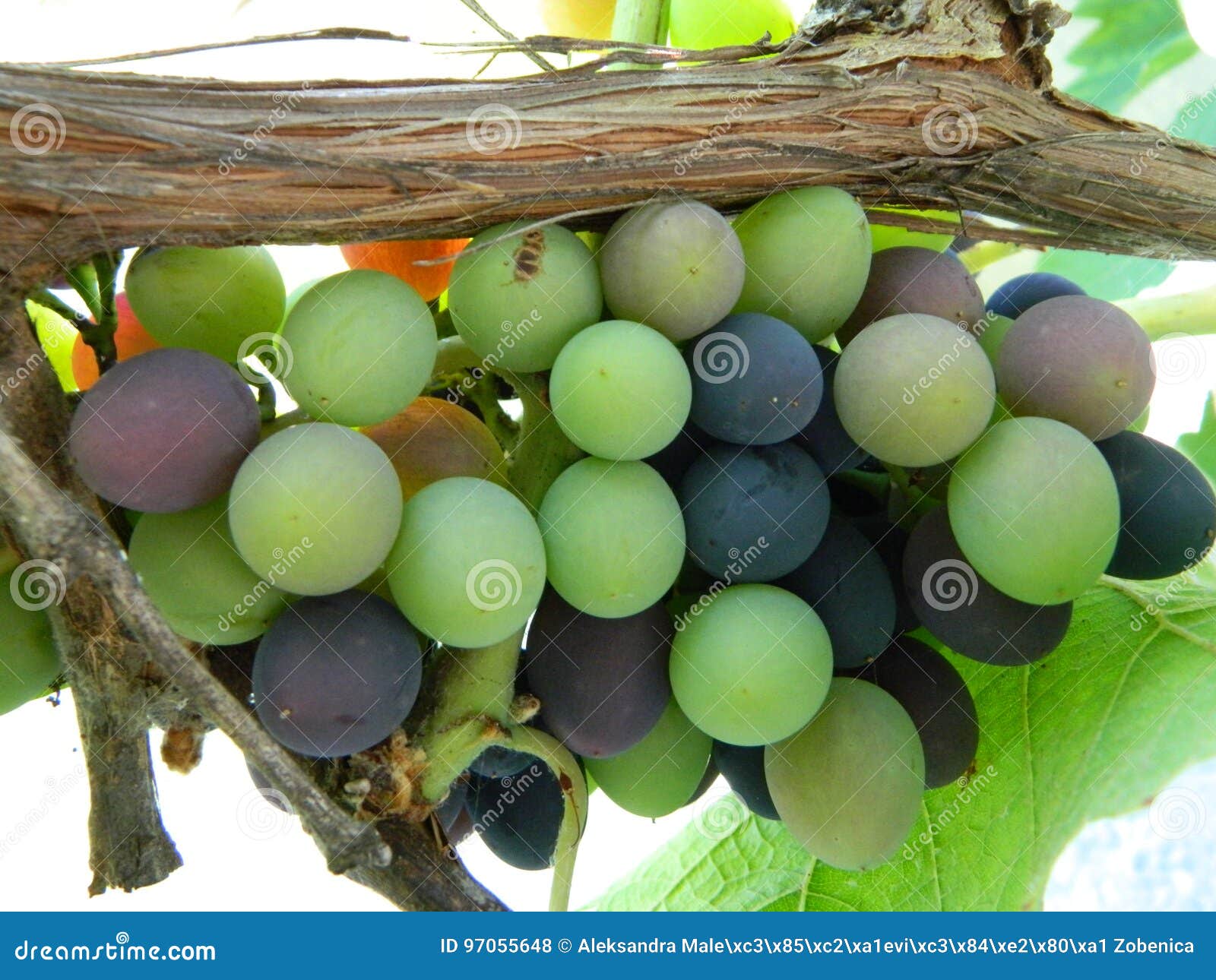 Grapes 6 stock photo. Image of colours, early, wine, grapes - 97055648
