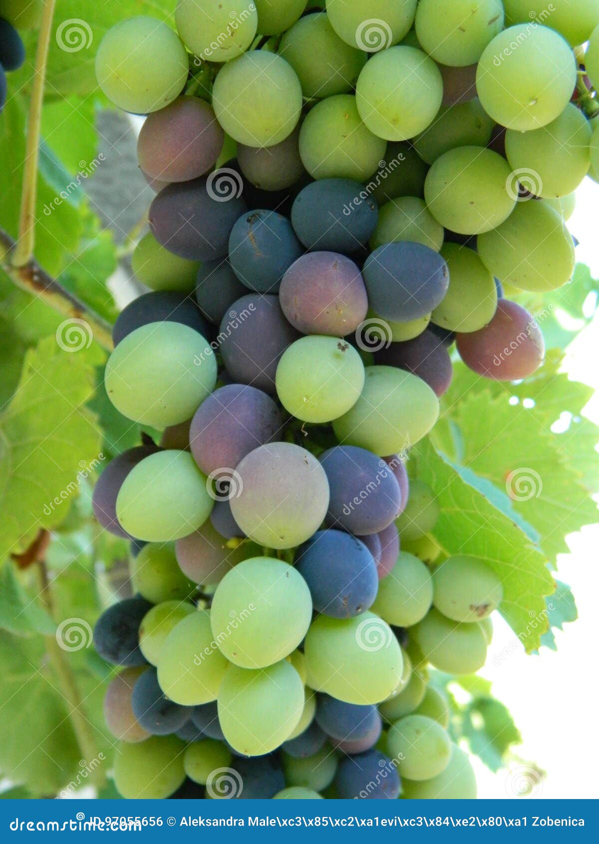 Grapes 6 stock photo. Image of produce, grapes, colours - 97055656
