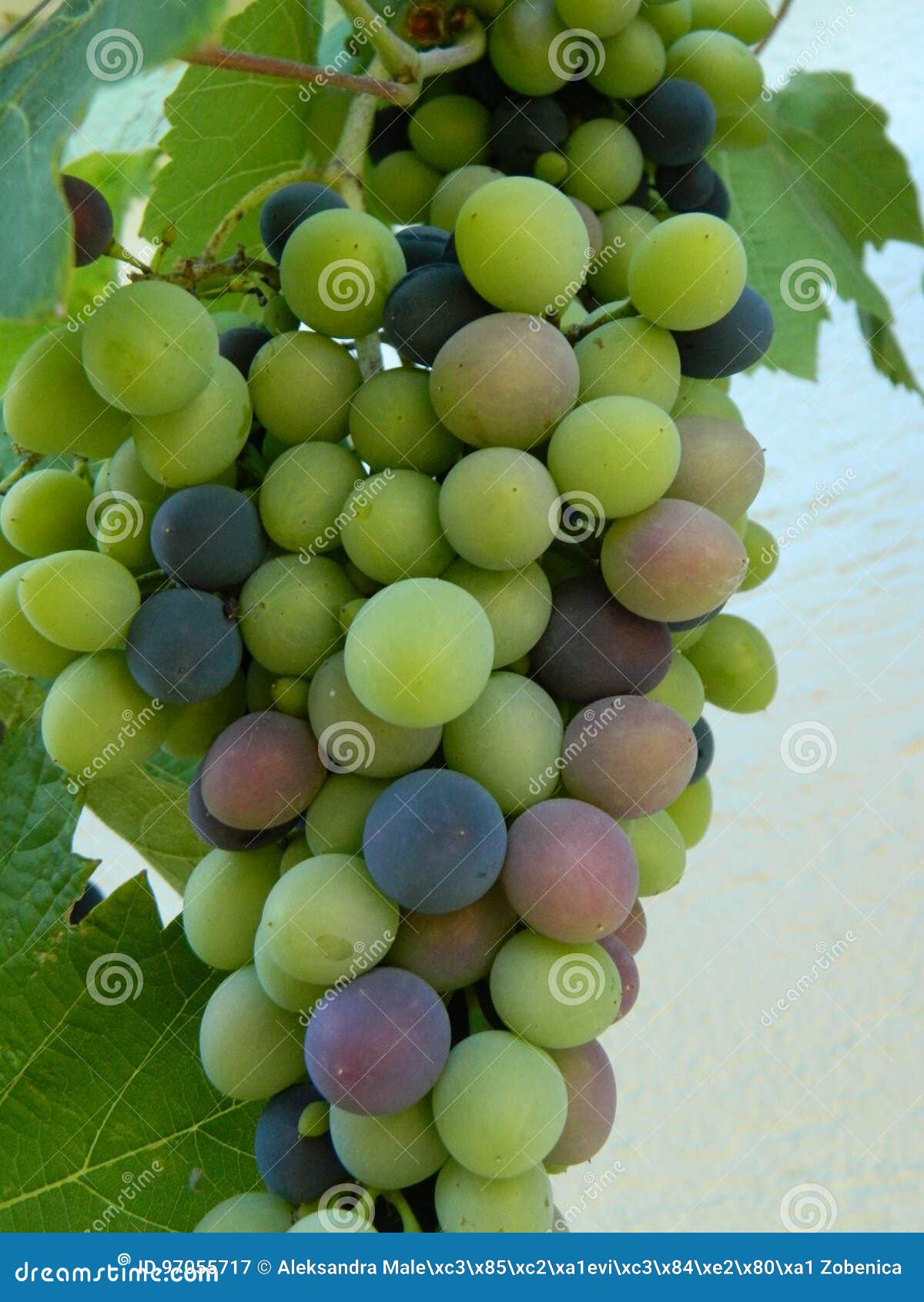 Grapes 4 stock image. Image of vine, grapes, wine, colours - 97055717