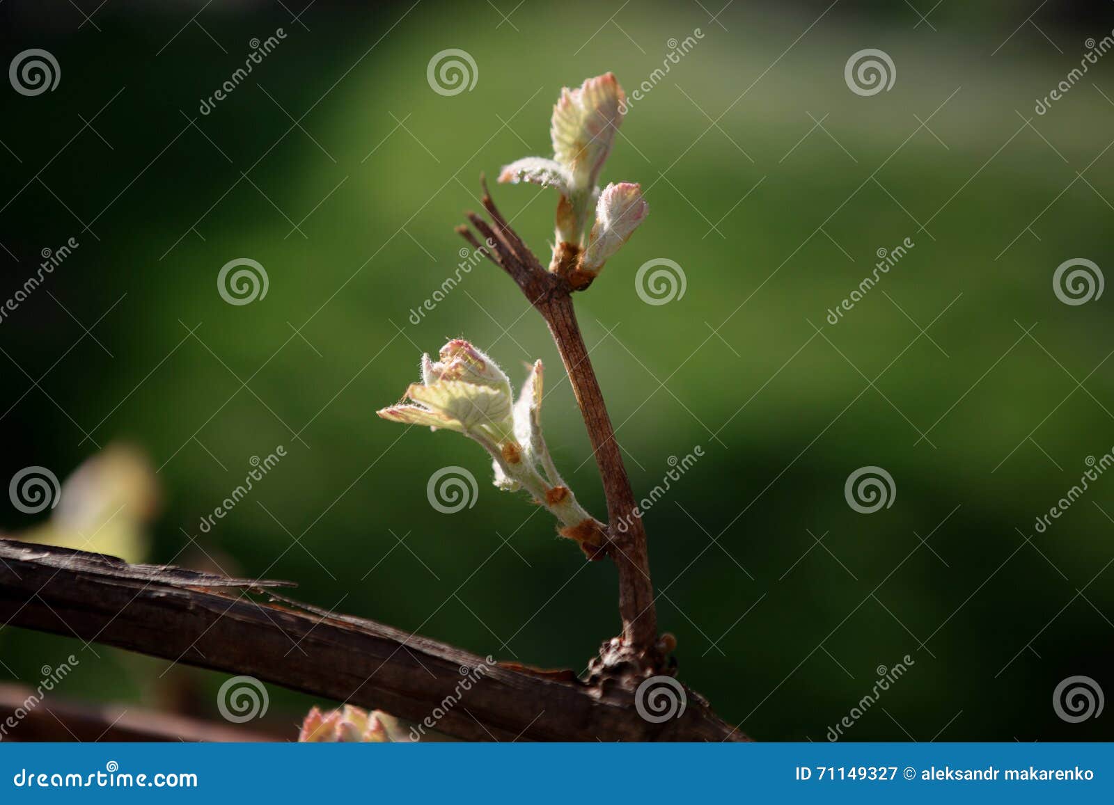Grapes in Early Spring Bud, after Rain. Stock Image - Image of foliage ...