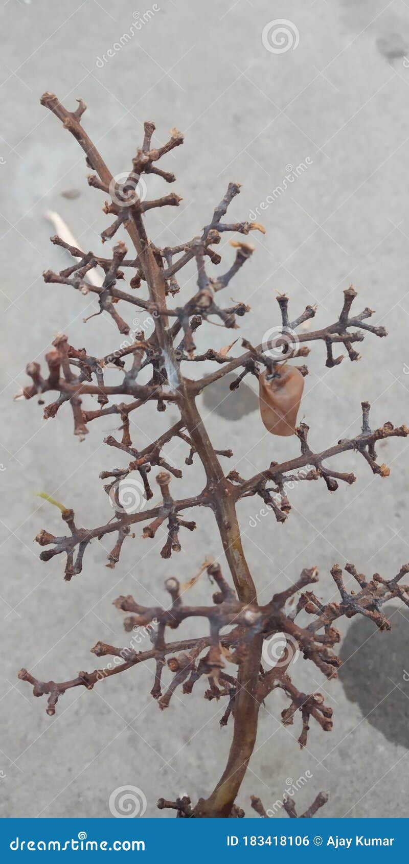 Grapes Empty Whole Tree Like Kismis Stock Photo - Image of empty, like ...