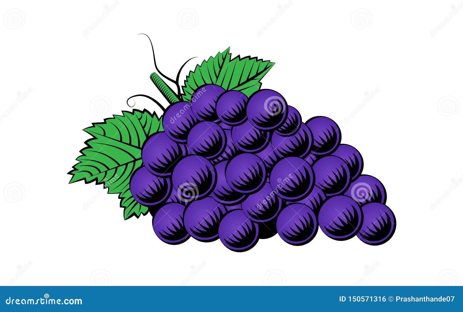 Grapes in Engraved Line Art Style Stock Illustration - Illustration of ...