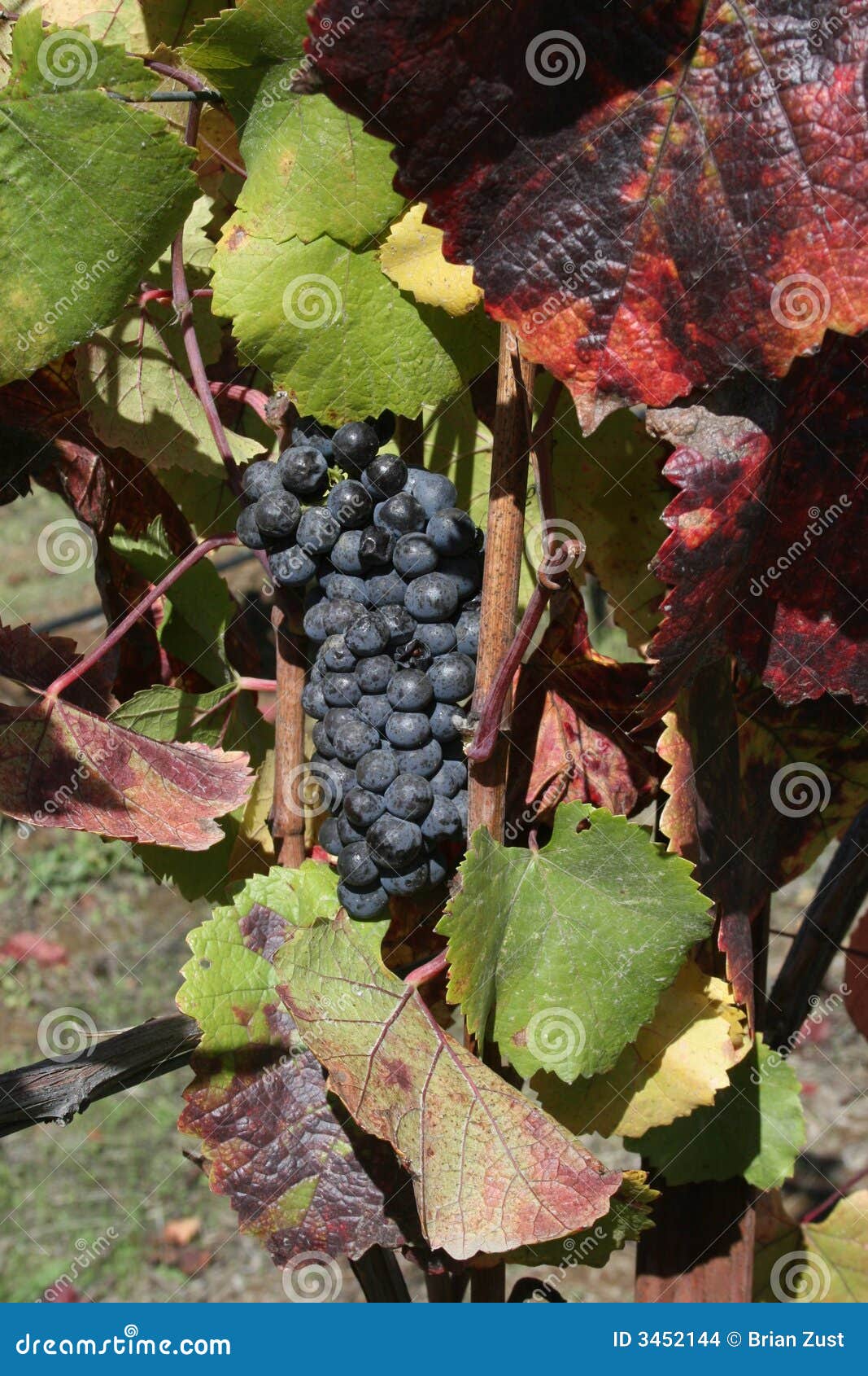 Grapes in the Fall stock photo. Image of fall, napa, season - 3452144