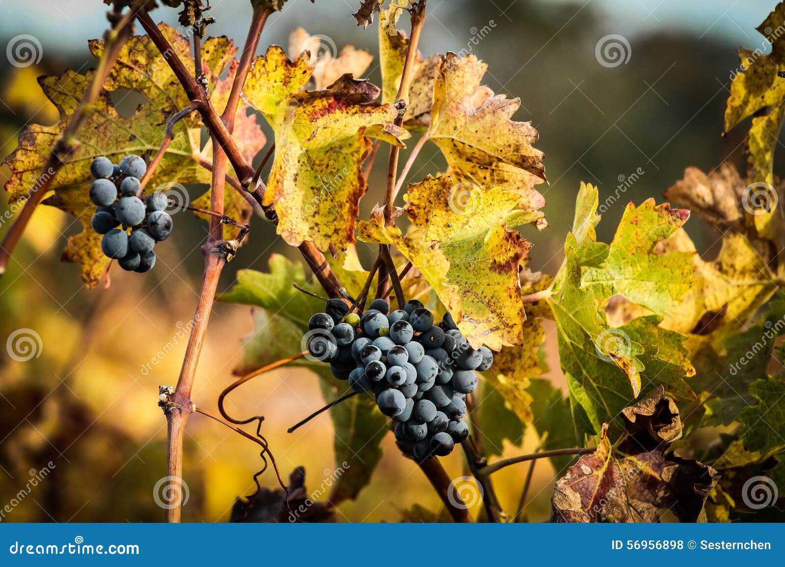 Grapes in fall stock photo. Image of wine, autumn, fall - 56956898