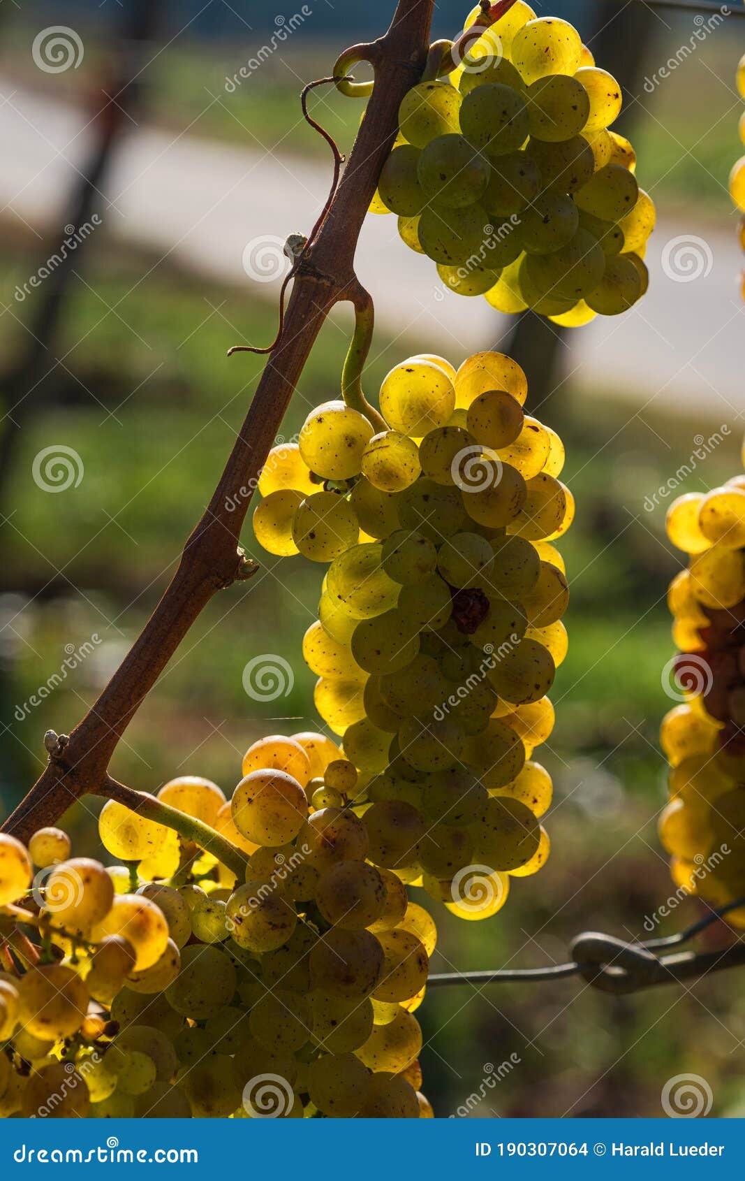 Grapes in the fall stock photo. Image of naturally, calm - 190307064