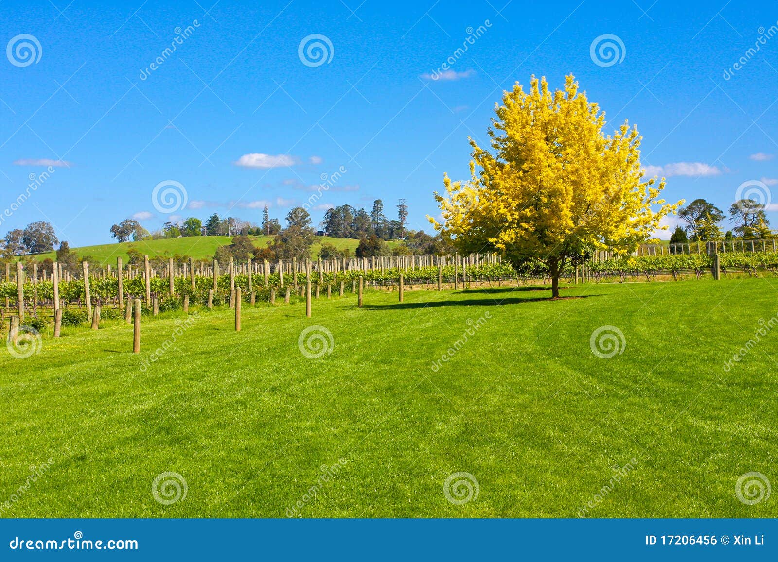 Grapes farm stock photo. Image of grass, wine, grape - 17206456
