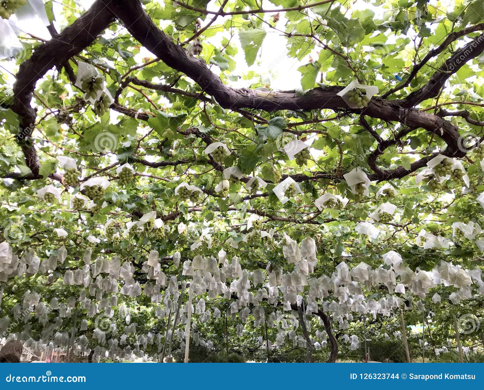 Grapes farm in Japan stock photo. Image of farm, branches - 126323744