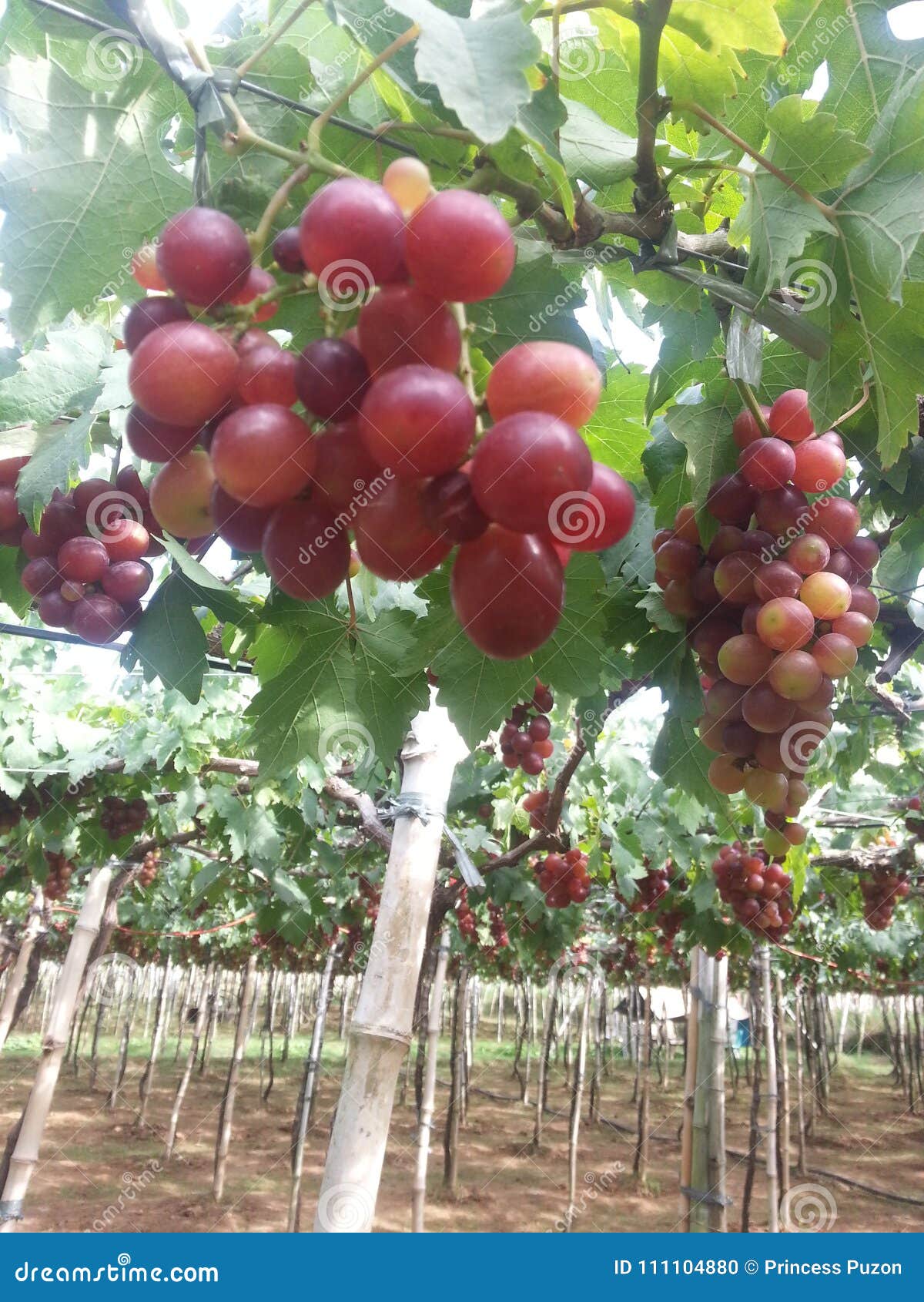 Grapes Farm stock photo. Image of nature, fruit, farm - 111104880