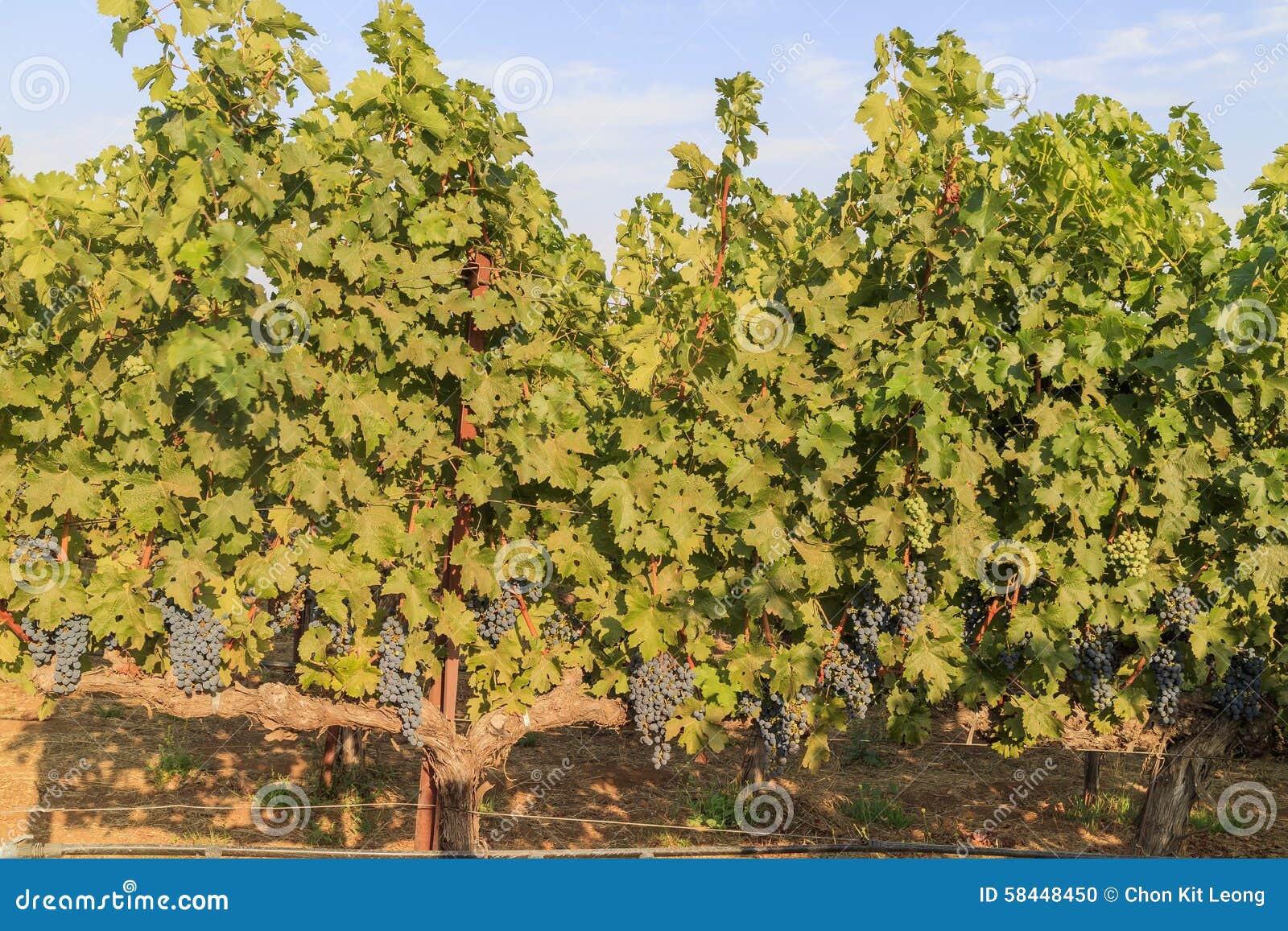 The Grapes Farm of Napa Valley Stock Photo - Image of california ...