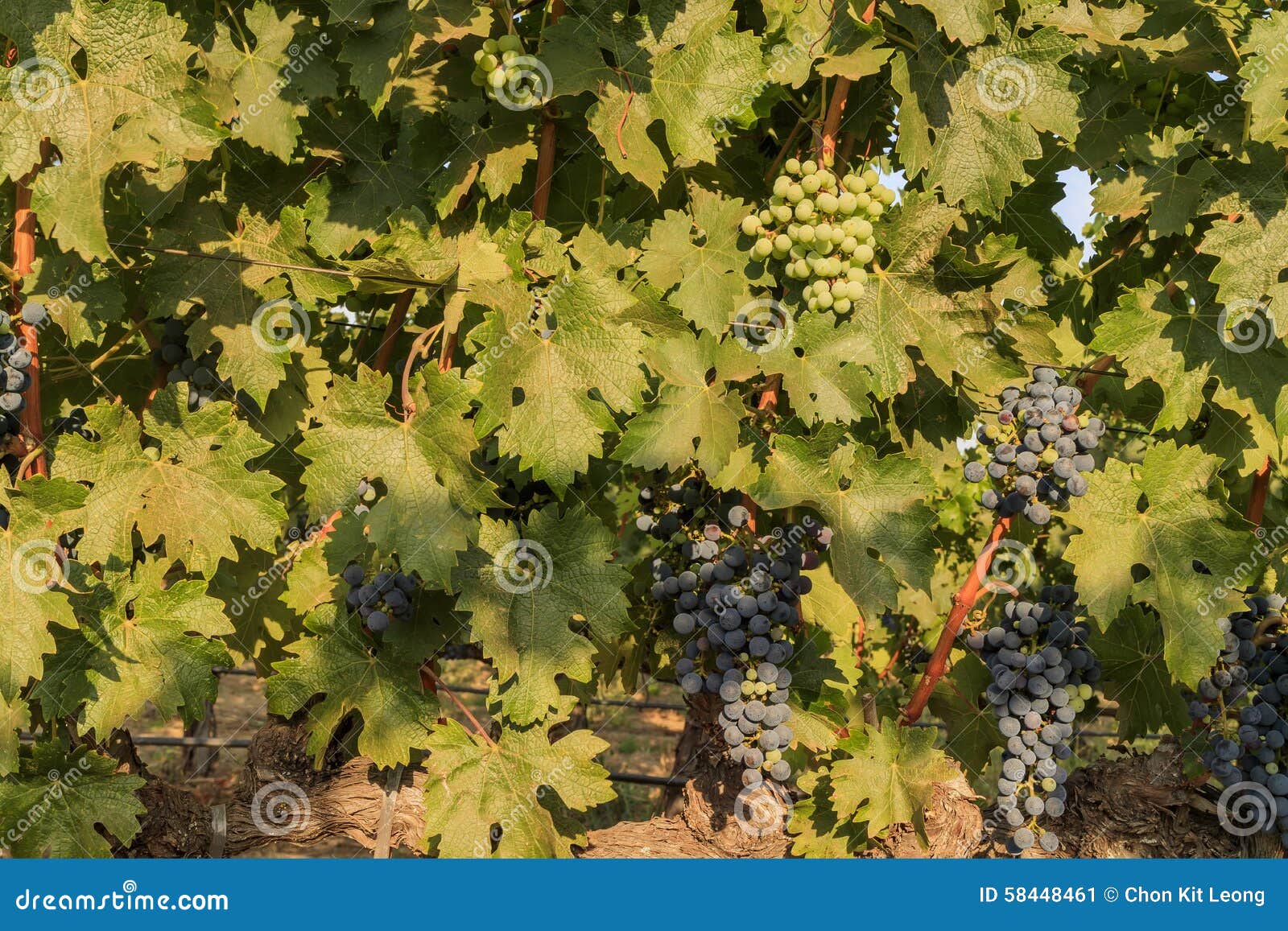 The Grapes Farm of Napa Valley Stock Image - Image of vineyard, hill ...