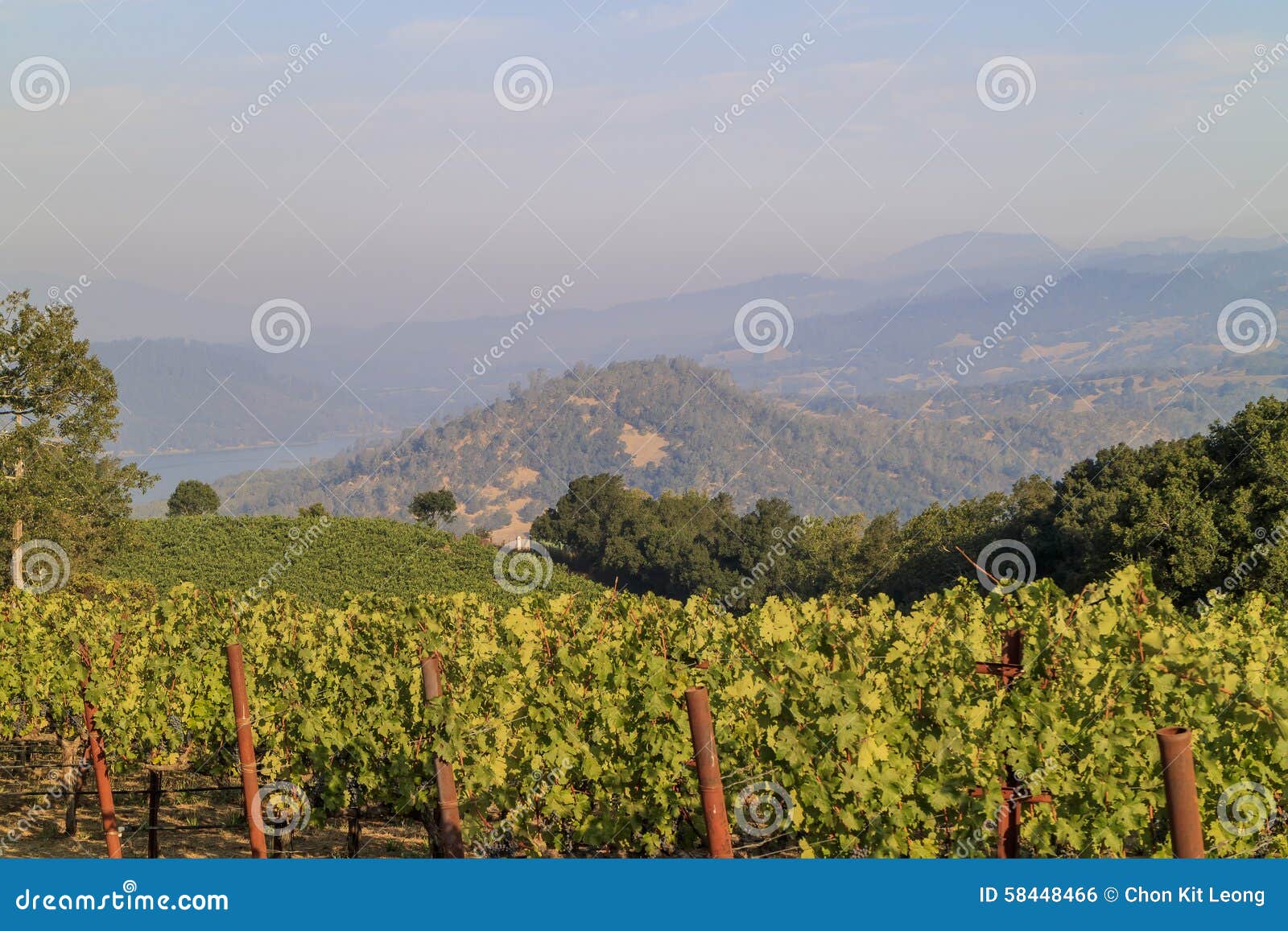 The Grapes Farm of Napa Valley Stock Photo - Image of sunset, sweet ...