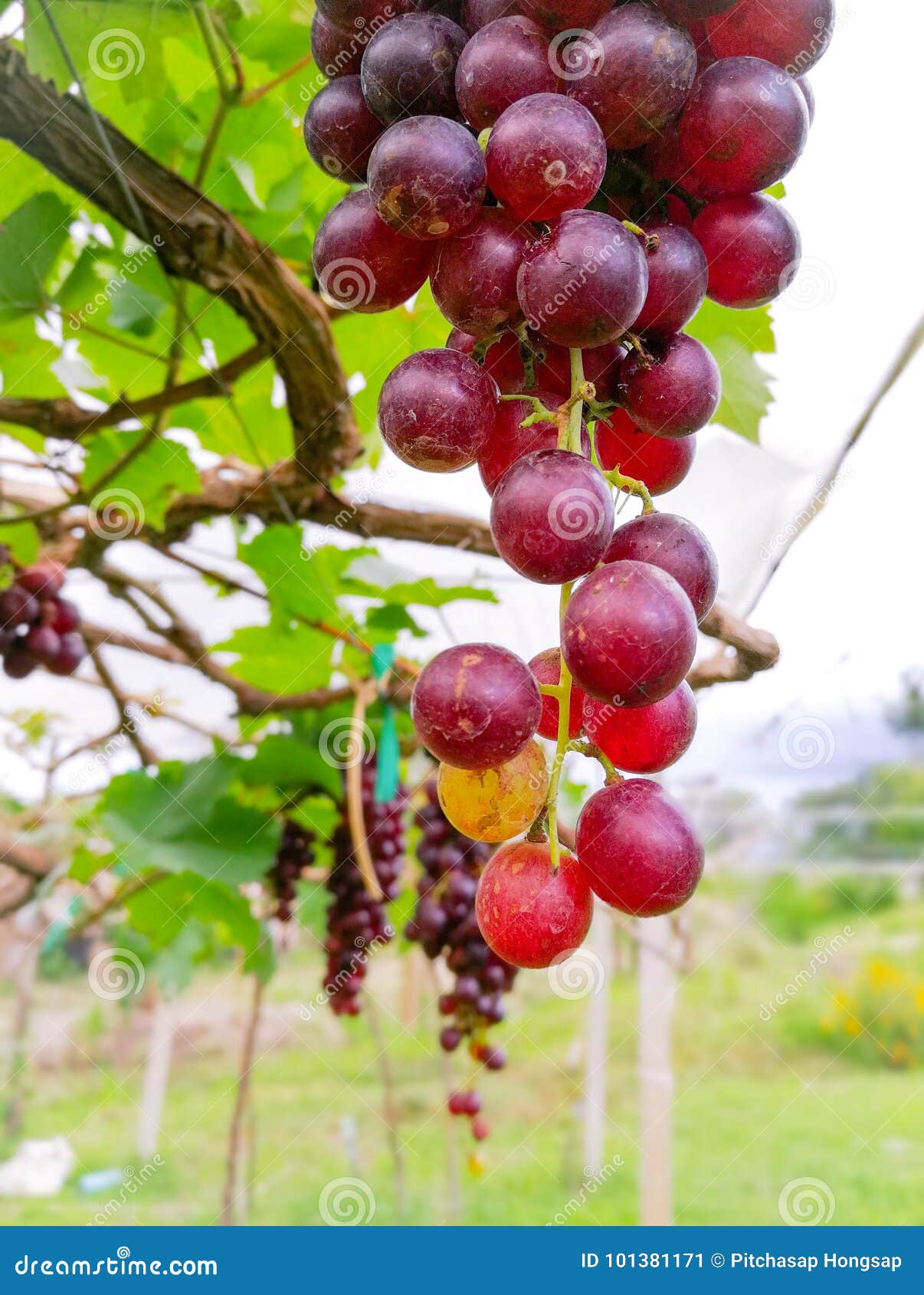 Grapes farm stock image. Image of breweries, white, winemaking - 101381171