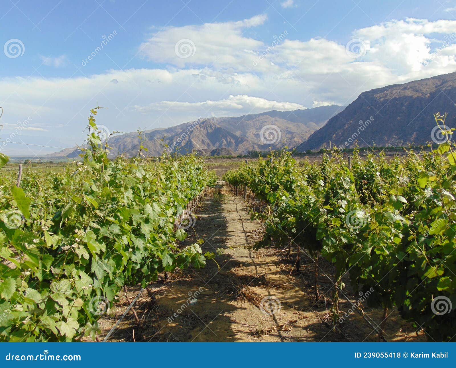 Grapes Farm for Wine Production Stock Photo - Image of plant, crop ...