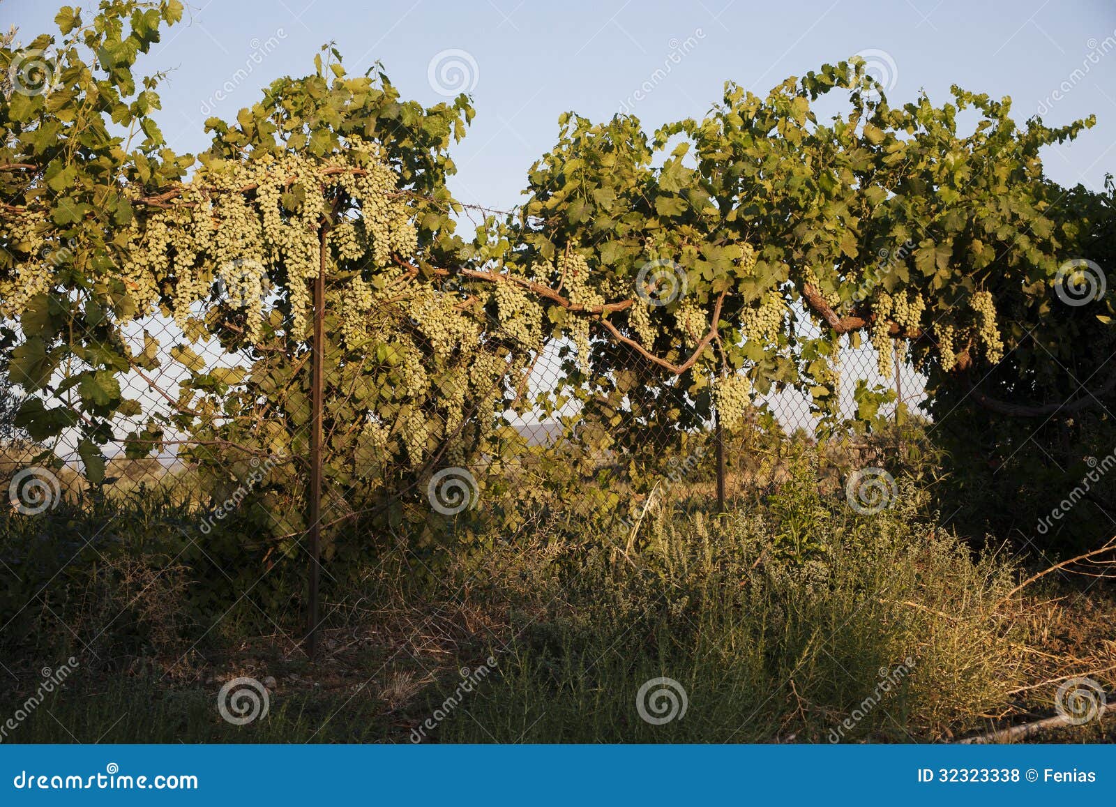 Grapes on a fence stock photo. Image of fruit, vine, fence - 32323338