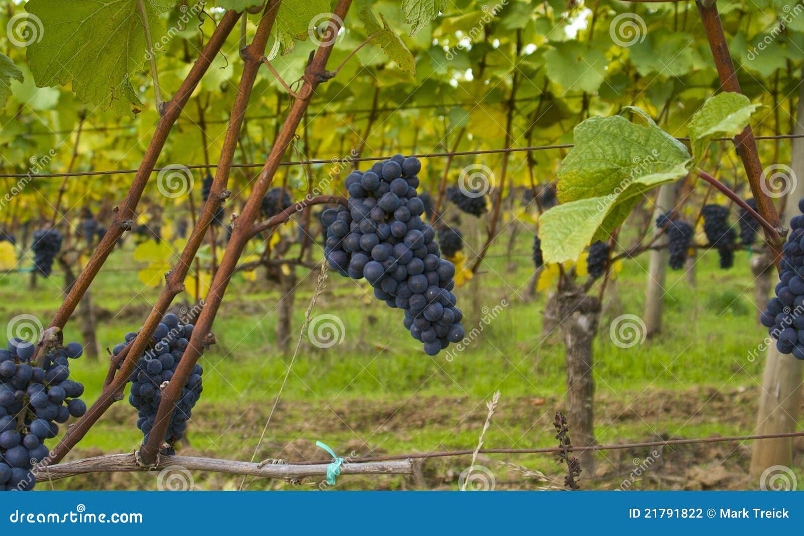Grapes in the Field stock photo. Image of acre, field - 21791822