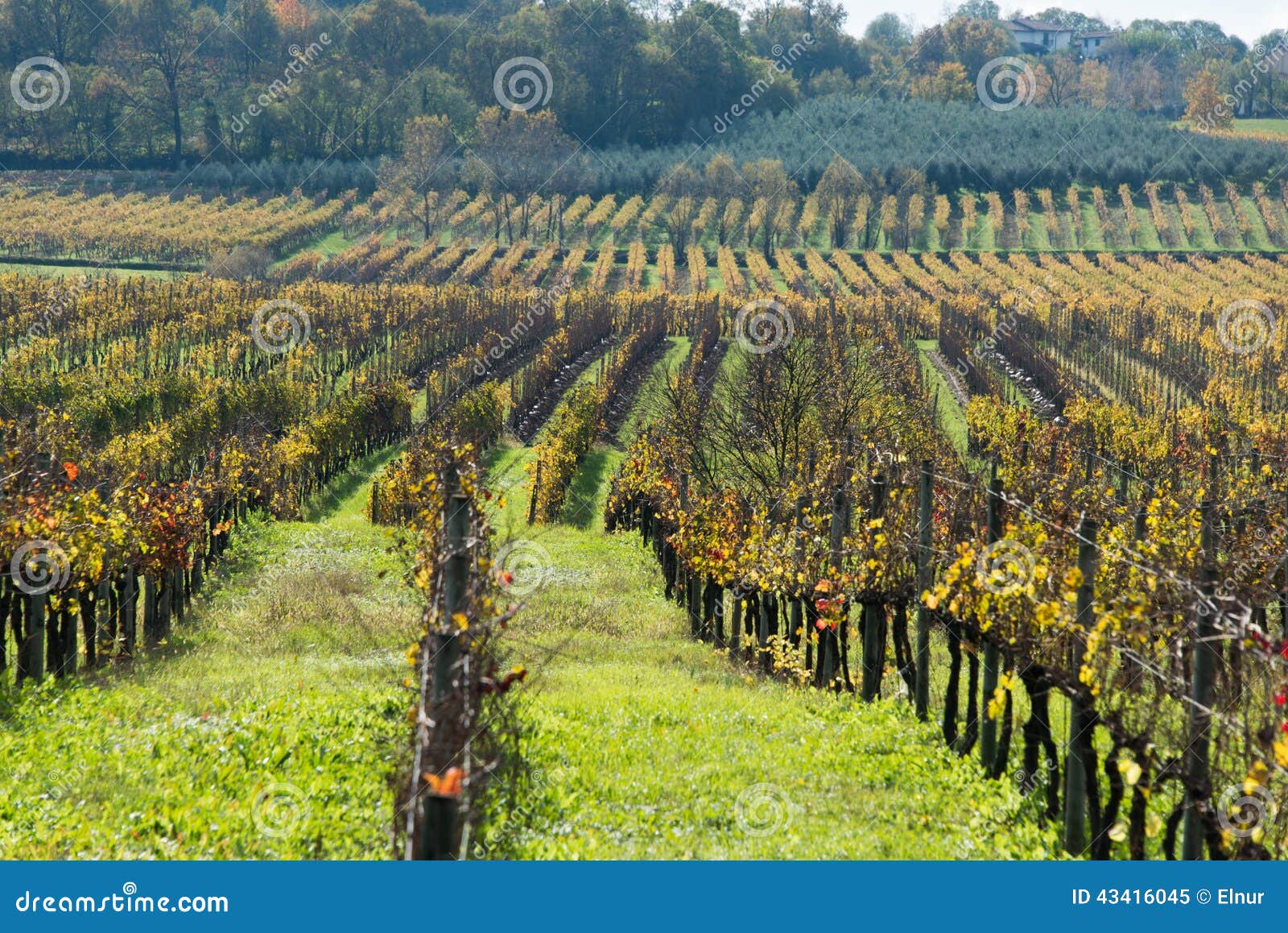 Grapes Fields during Winter Stock Image - Image of hill, fruit: 43416045