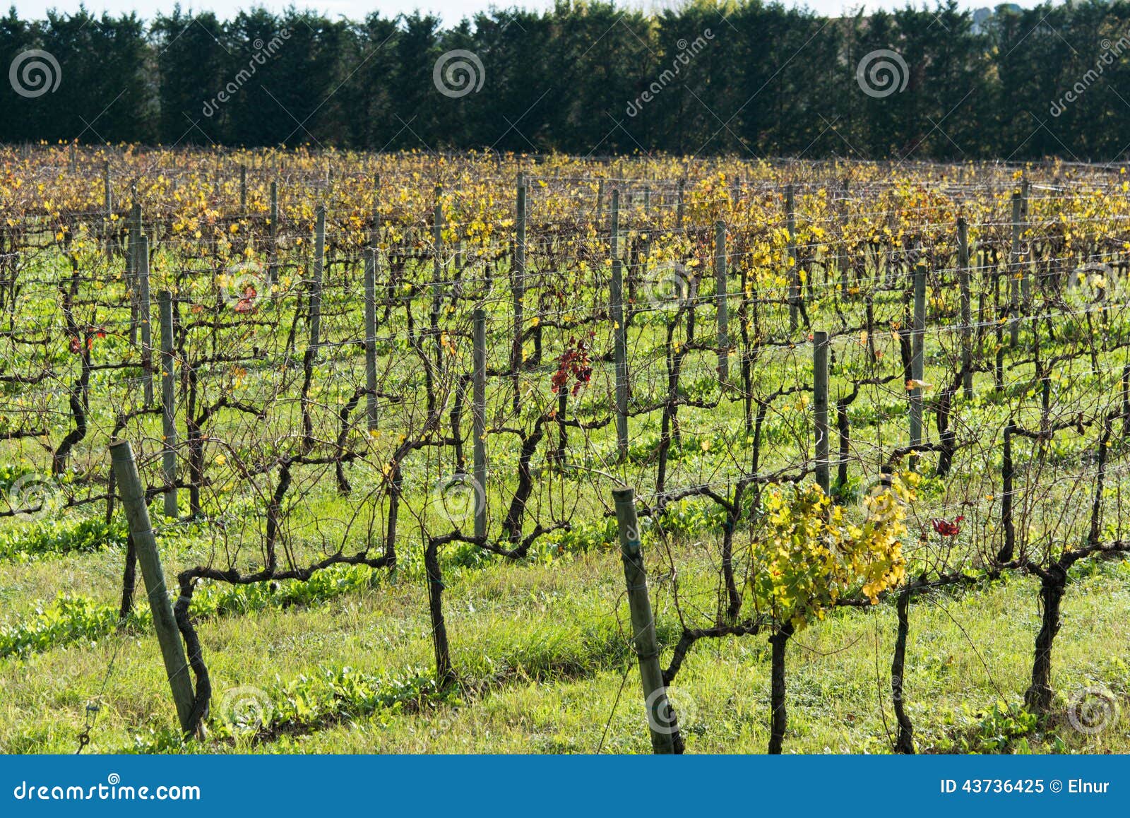 Grapes fields stock image. Image of garden, agriculture - 43736425