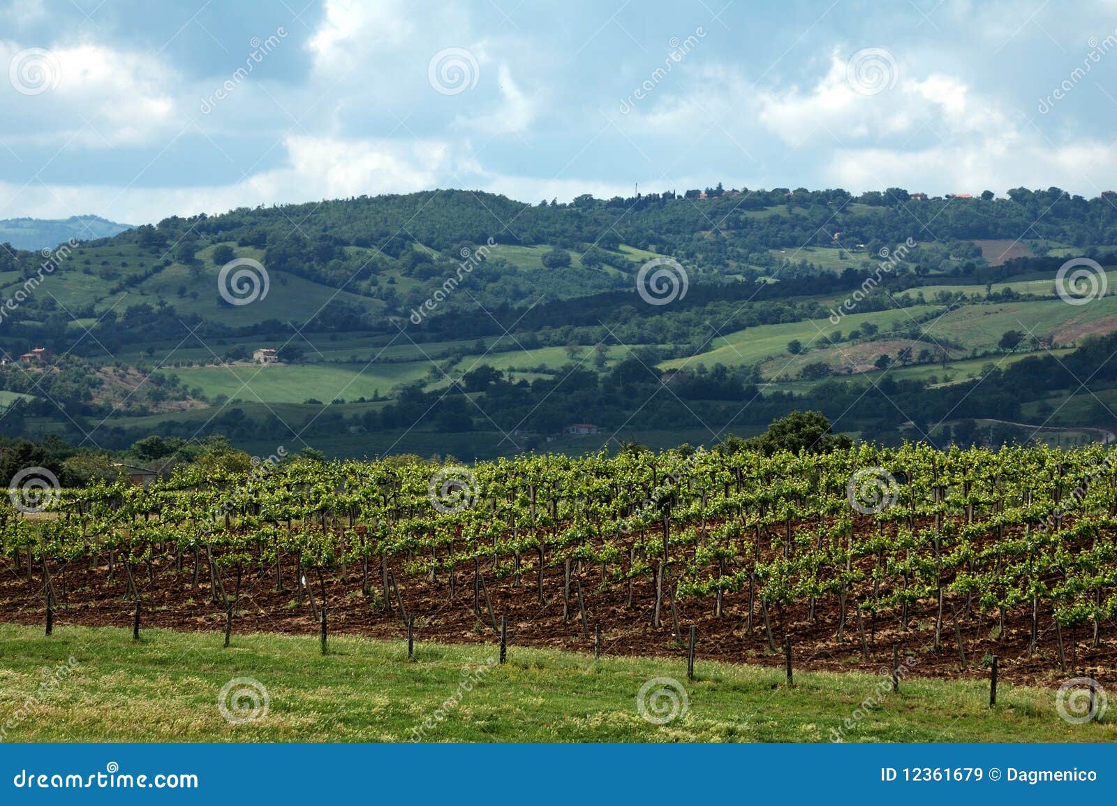 Grapes filed stock image. Image of produce, agriculture - 12361679