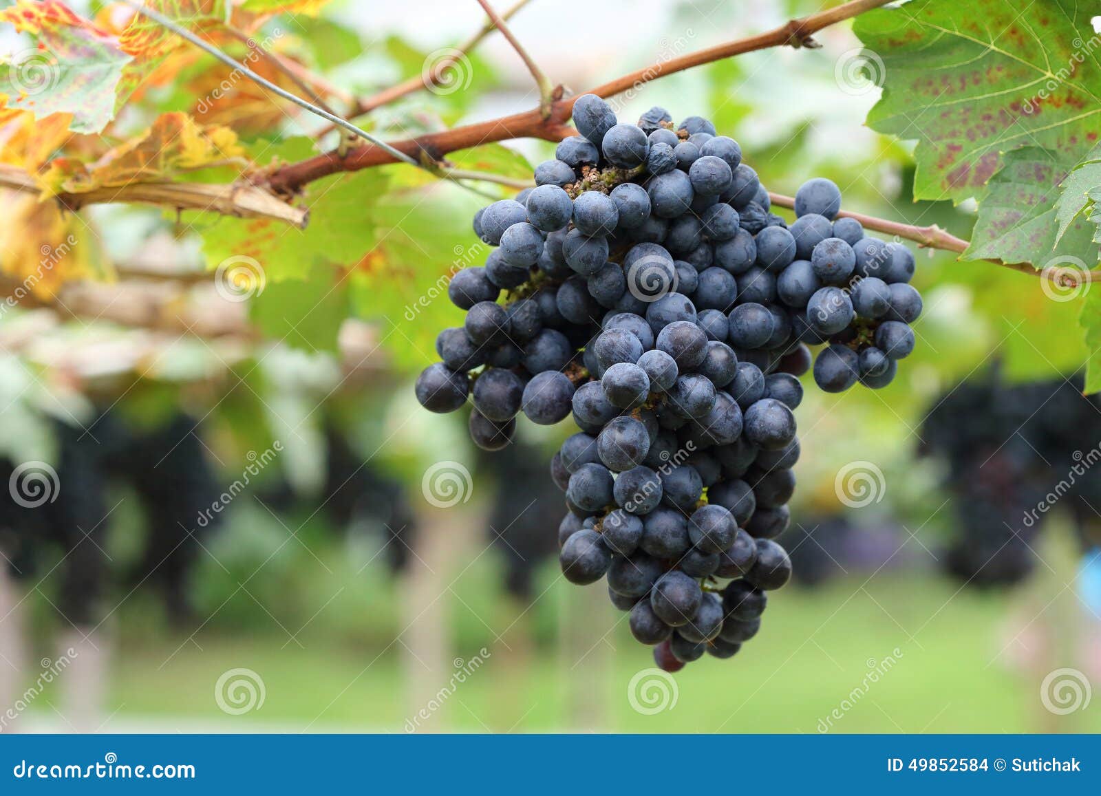 Grapes Fruit in Farm Viticulture Stock Photo - Image of organic, plant ...