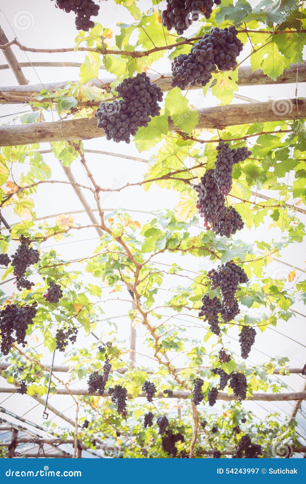 Grapes Fruit in Farm Viticulture Stock Image - Image of agricultural ...