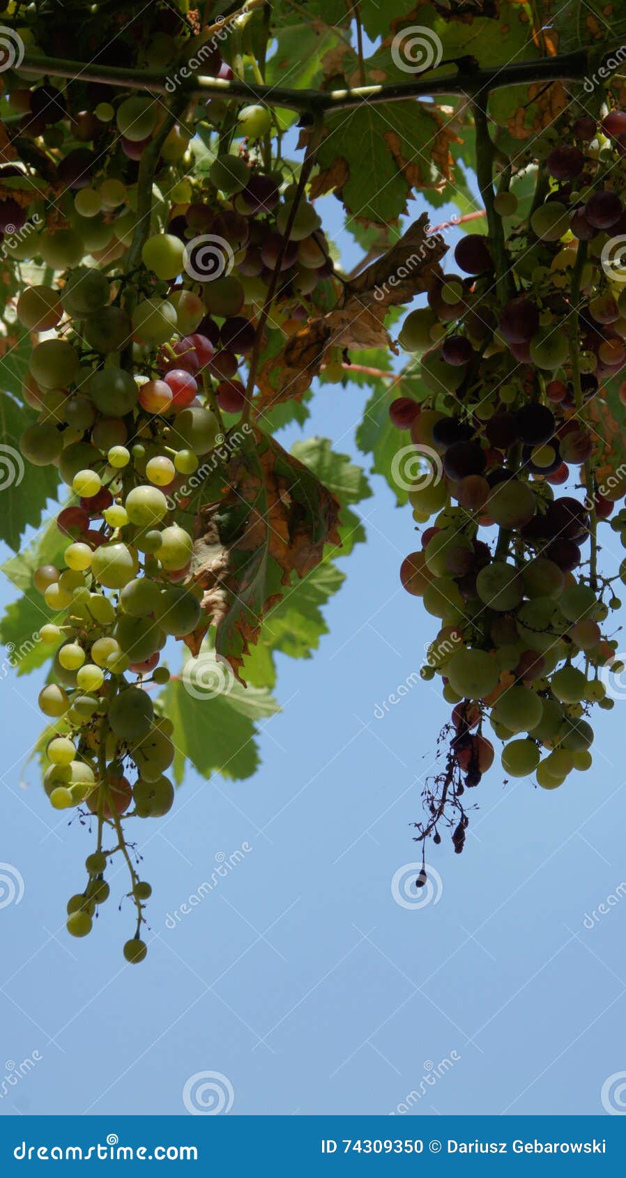 Grapes stock photo. Image of fruits, plant, hanging, tree - 74309350