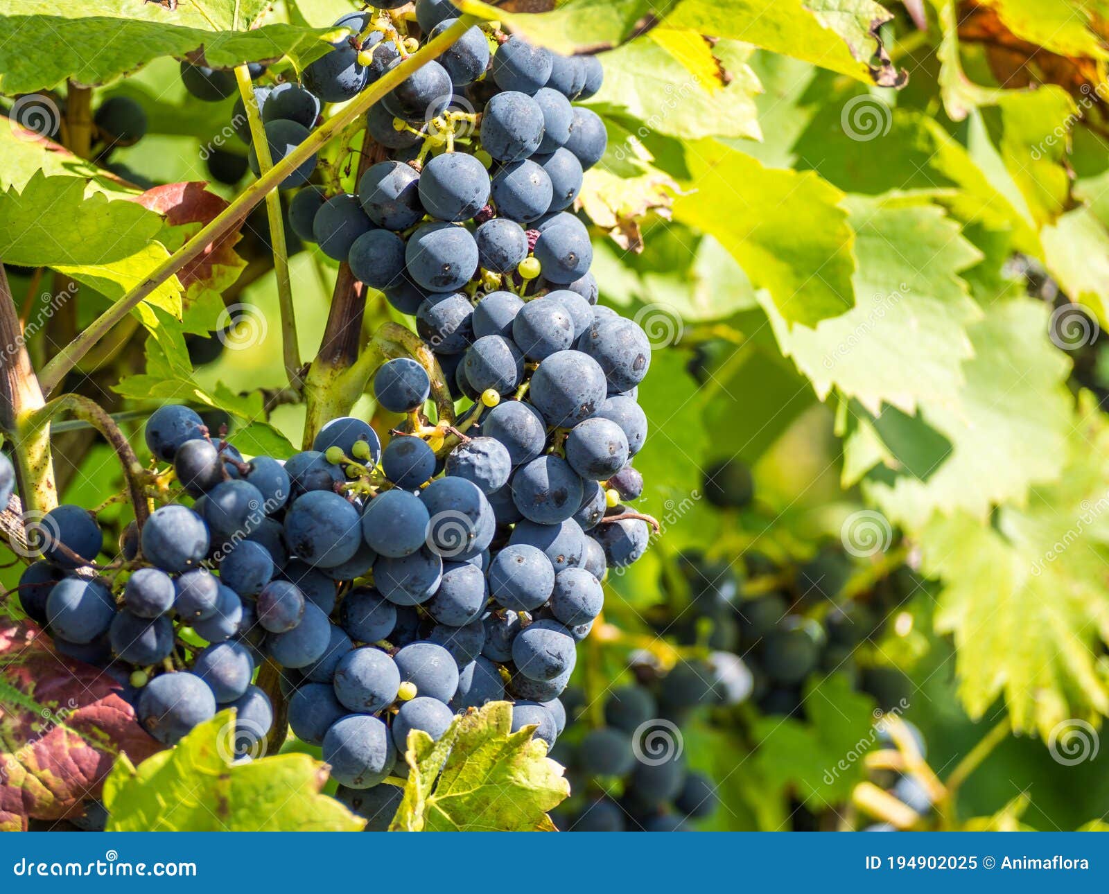 Grapes in the garden stock image. Image of beauty, grapevine - 194902025