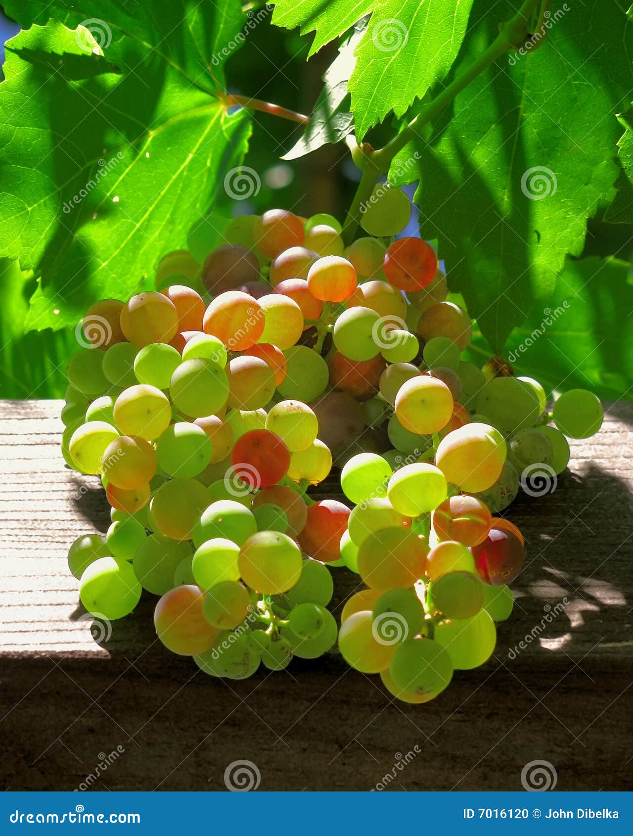 Grapes Glowing on the Vine stock photo. Image of hang - 7016120