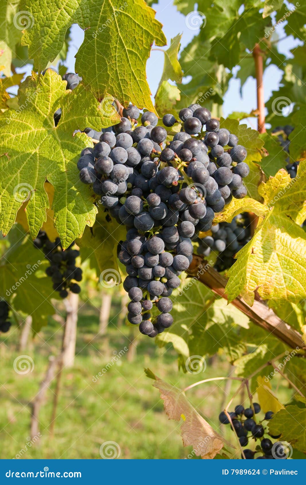 Grapes on grapevine stock photo. Image of growing, agriculture - 7989624