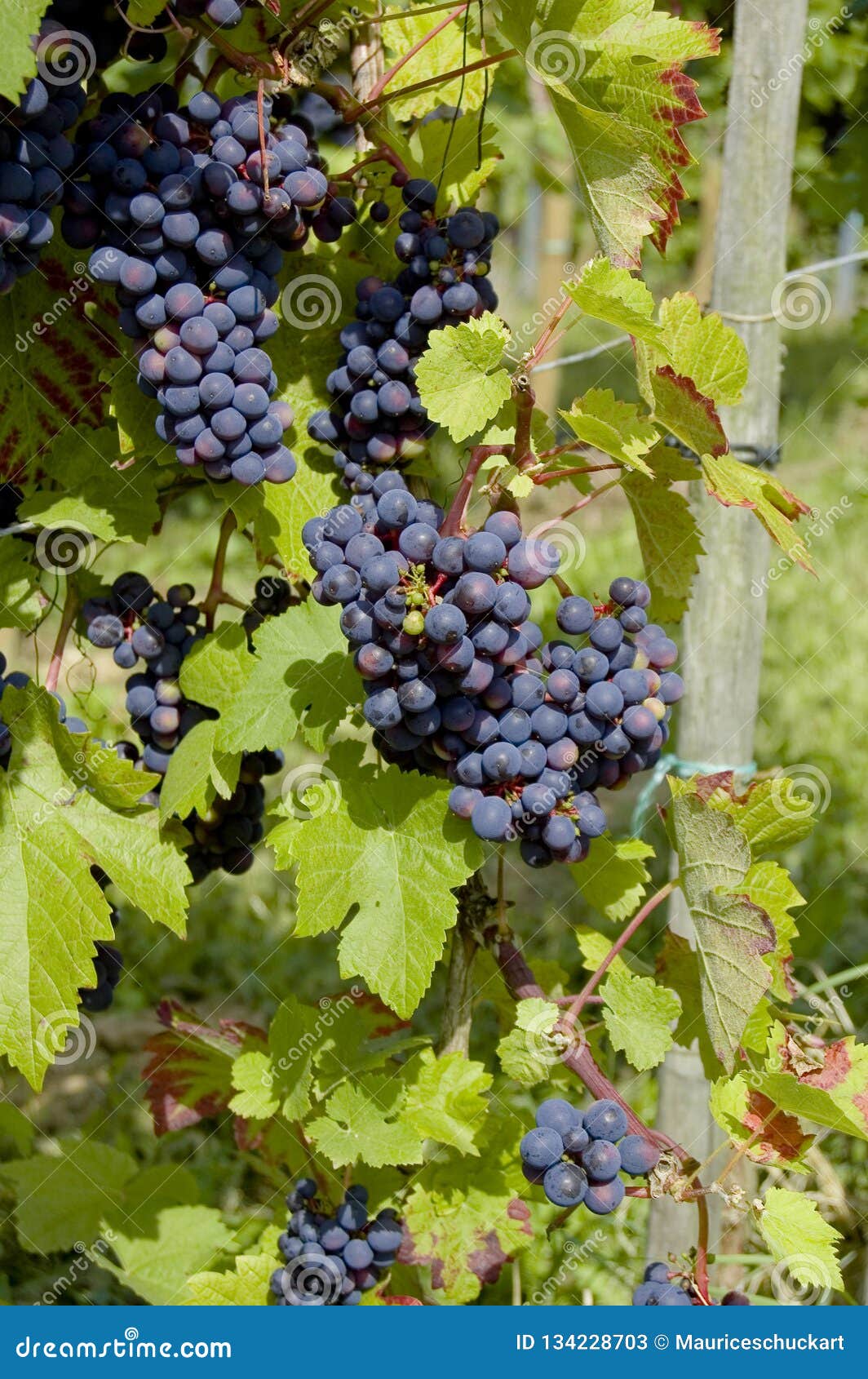 Grapes on a Grapevine with Wood Background Stock Image - Image of ...
