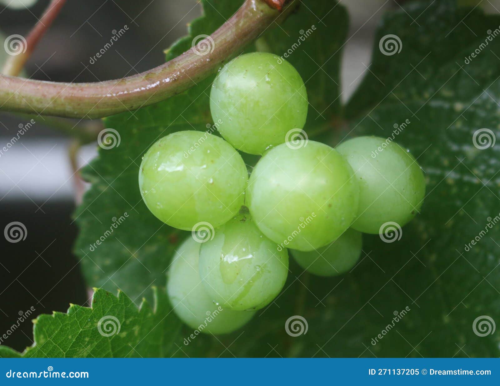 Grapes, green n sweet stock image. Image of tree, plant - 271137205