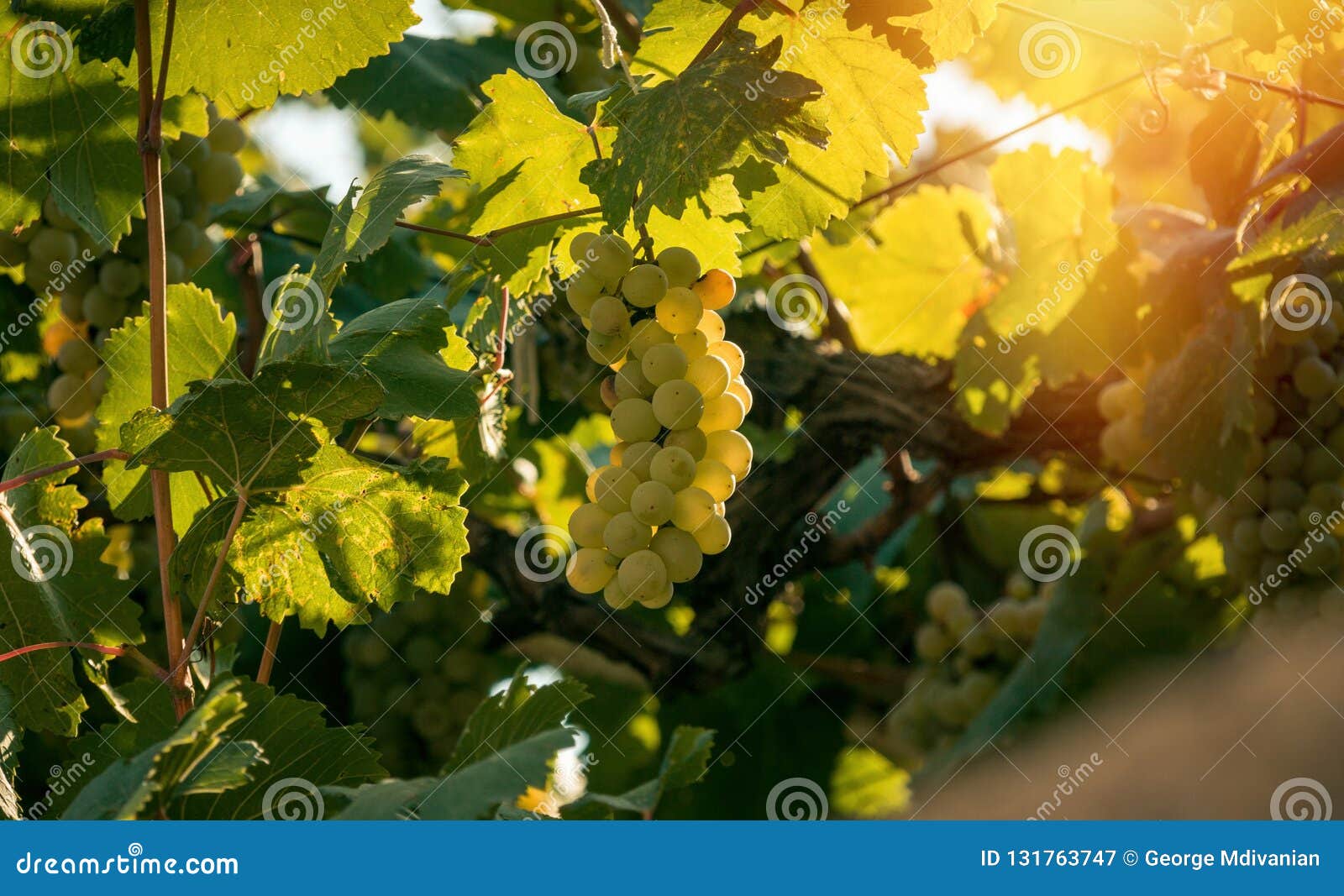 Grapes growing in sunlight stock image. Image of grape - 131763747