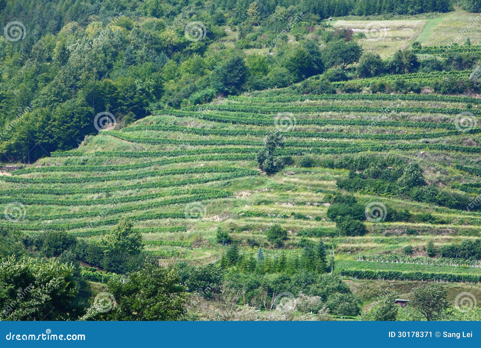 Grapes grown on terraces stock image. Image of growing - 30178371