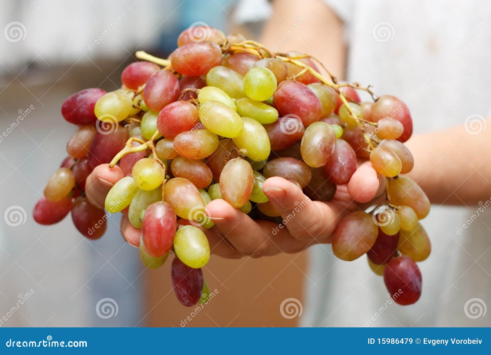 Grapes in hands stock image. Image of preparing, human - 15986479
