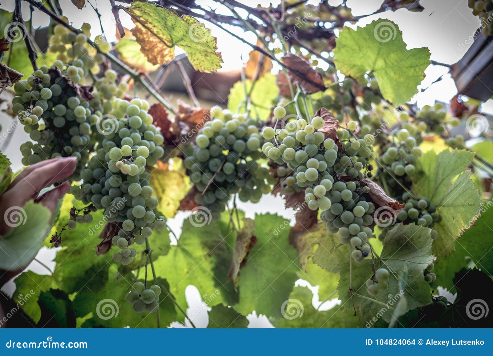 Grapes hanging on a bush. stock photo. Image of grape - 104824064