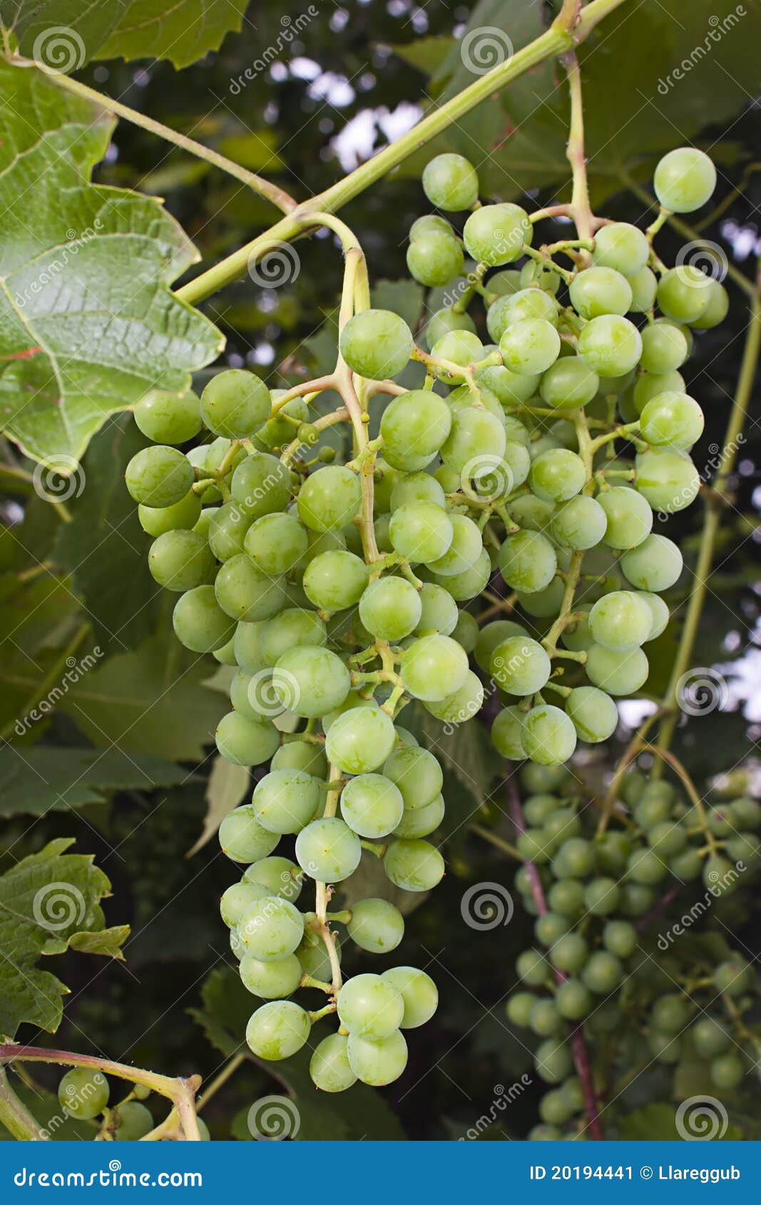 Grapes hanging on the vine stock image. Image of fresh - 20194441