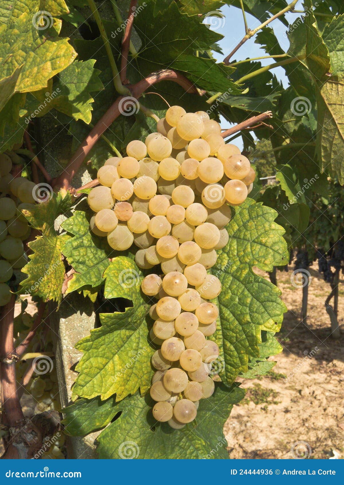 Grapes Hanging from a Vine stock photo. Image of grape - 24444936