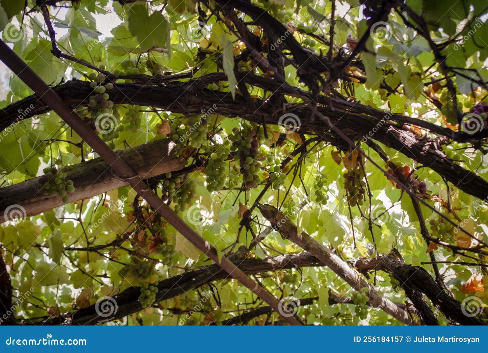 Grapes hanging on a vine stock image. Image of plant - 256184157