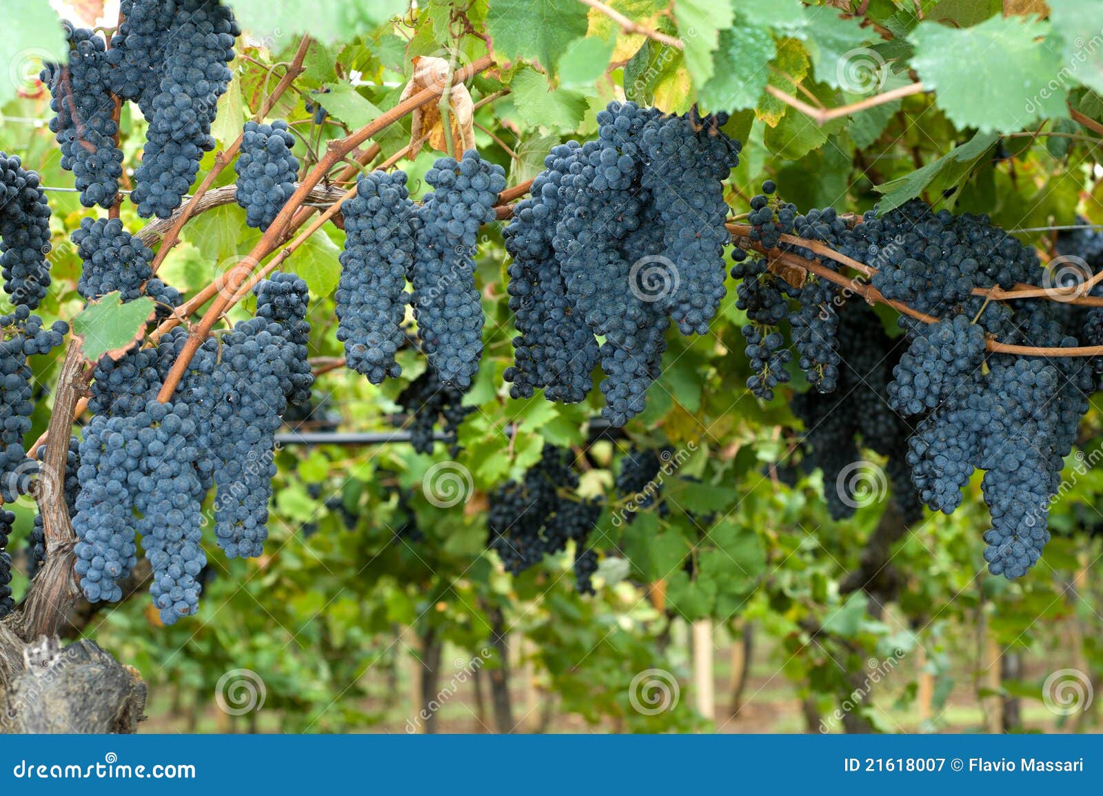 Grapes Hanging in a Vineyard Stock Image - Image of vineyard, food ...