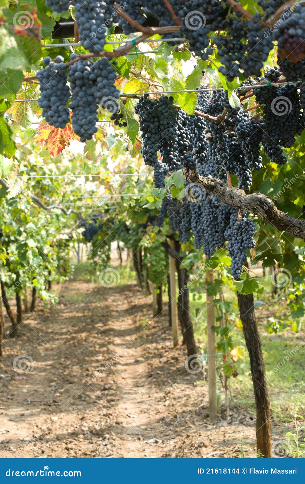 Grapes Hanging in a Vineyard Stock Photo - Image of scene, ripe: 21618144