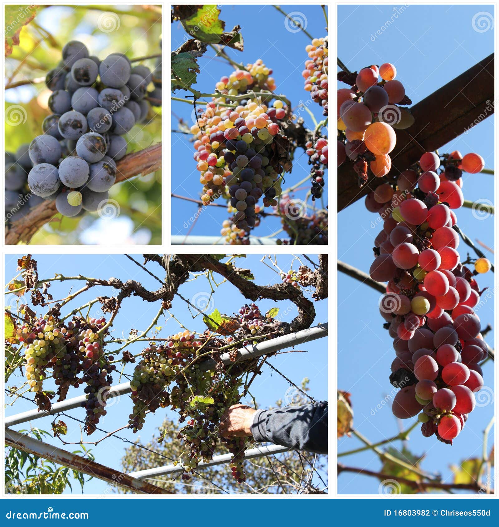 Grapes harvest collage stock photo. Image of grapes, greek - 16803982