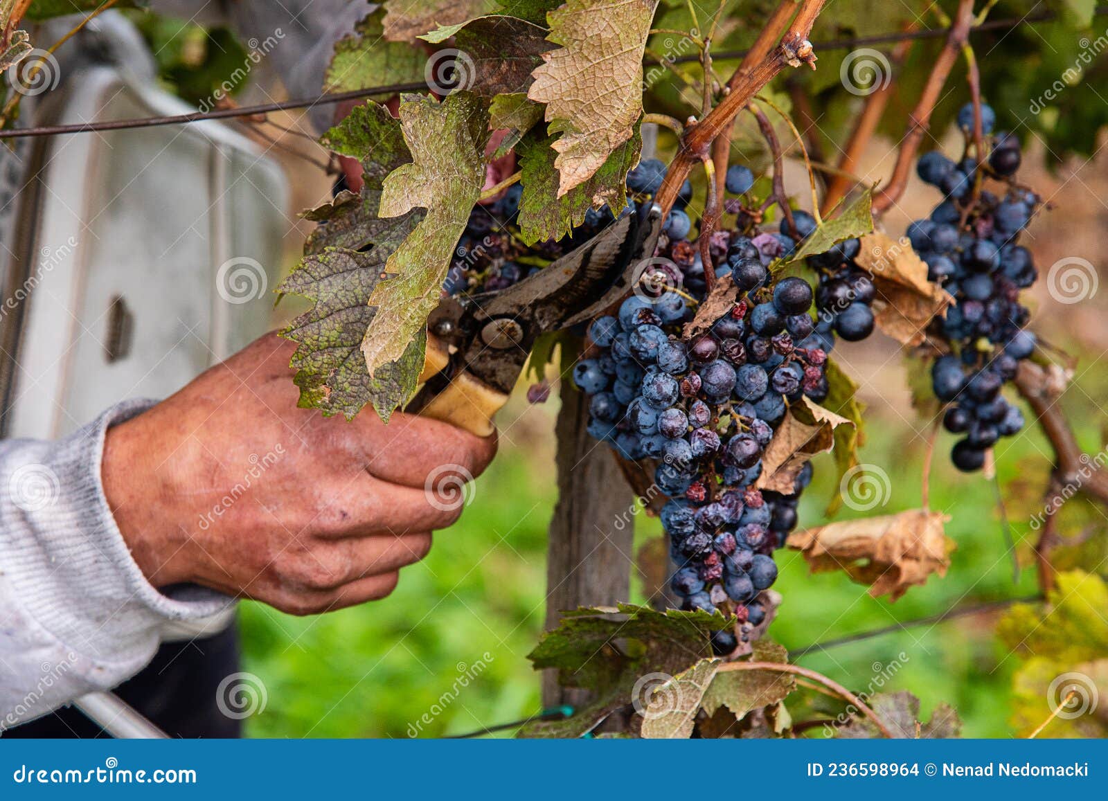 Grapes Harvesting and Picking Up. Grape Harvesting for Wine Making ...