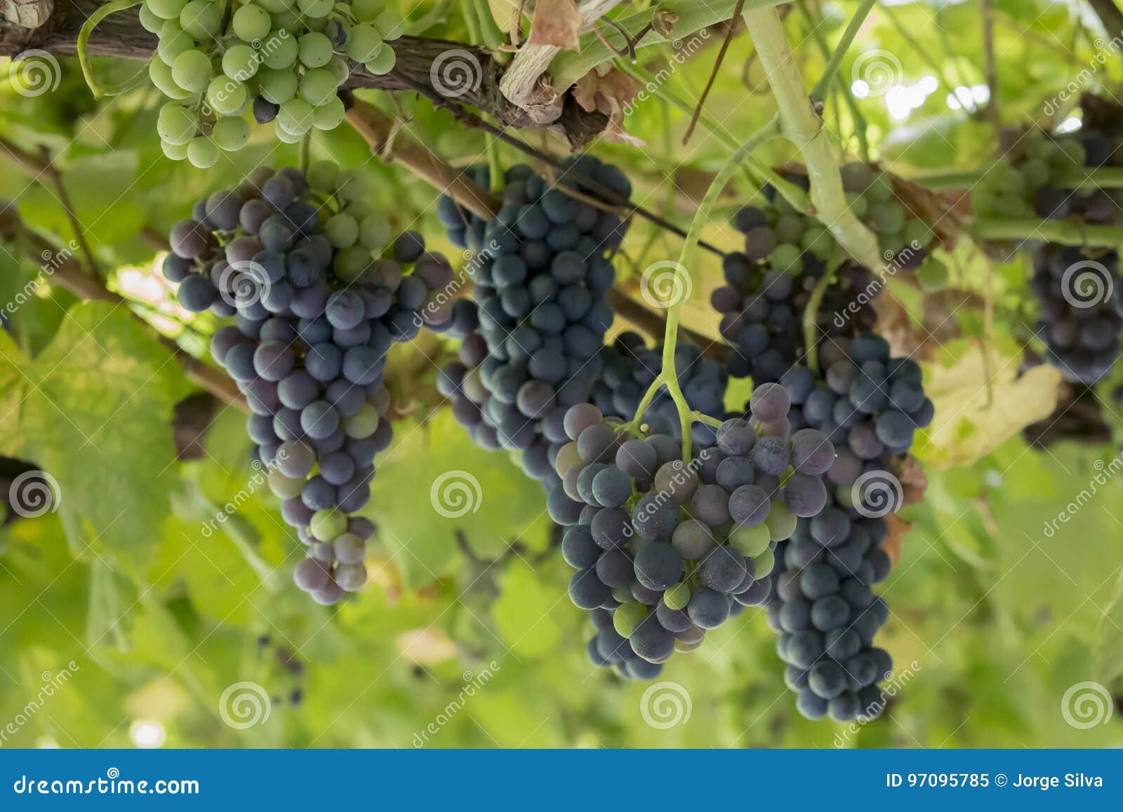 Grapes in his tree stock image. Image of food, news, quality - 97095785