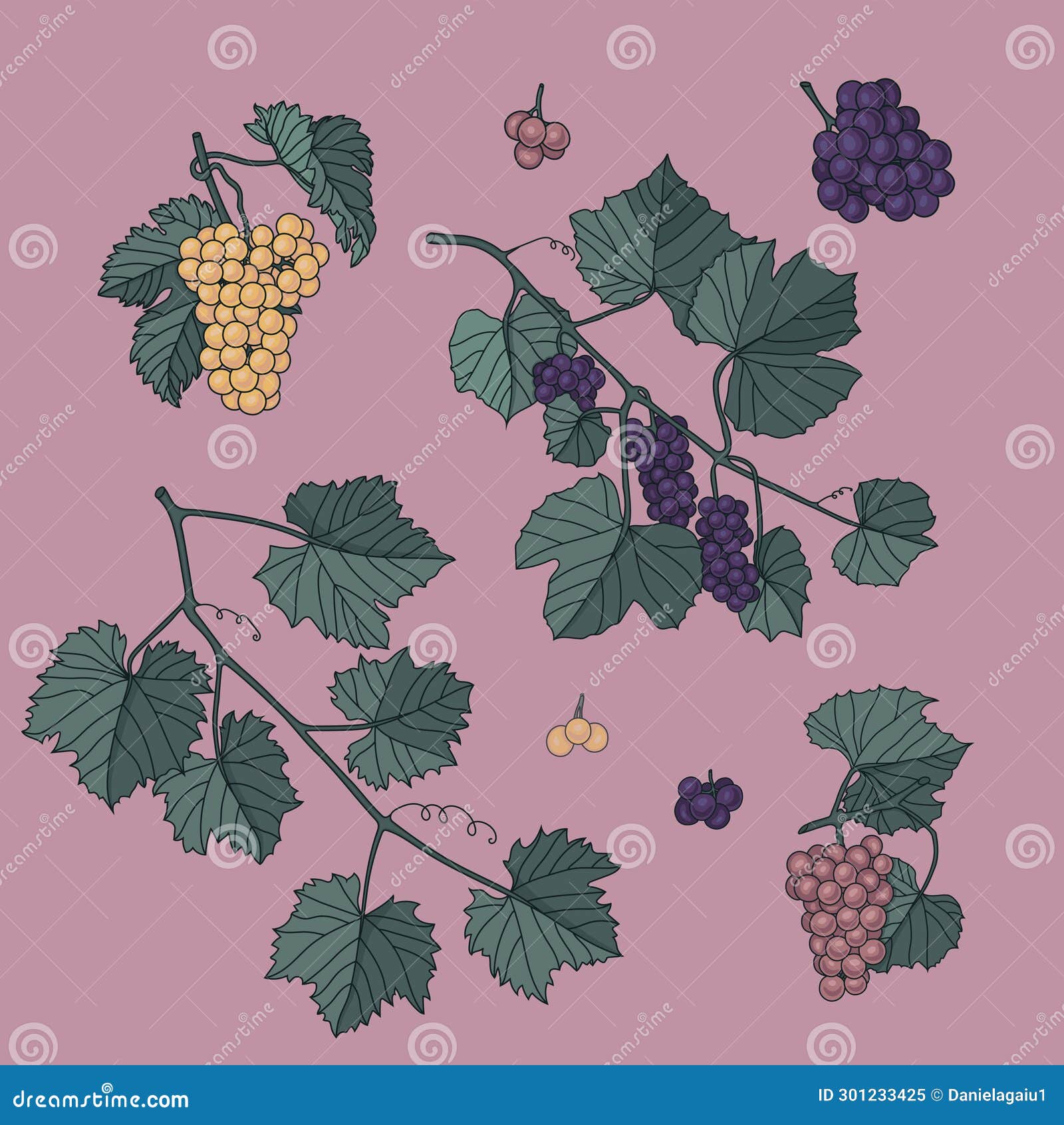 Grape Illustrations Vector Collection Stock Vector - Illustration of ...