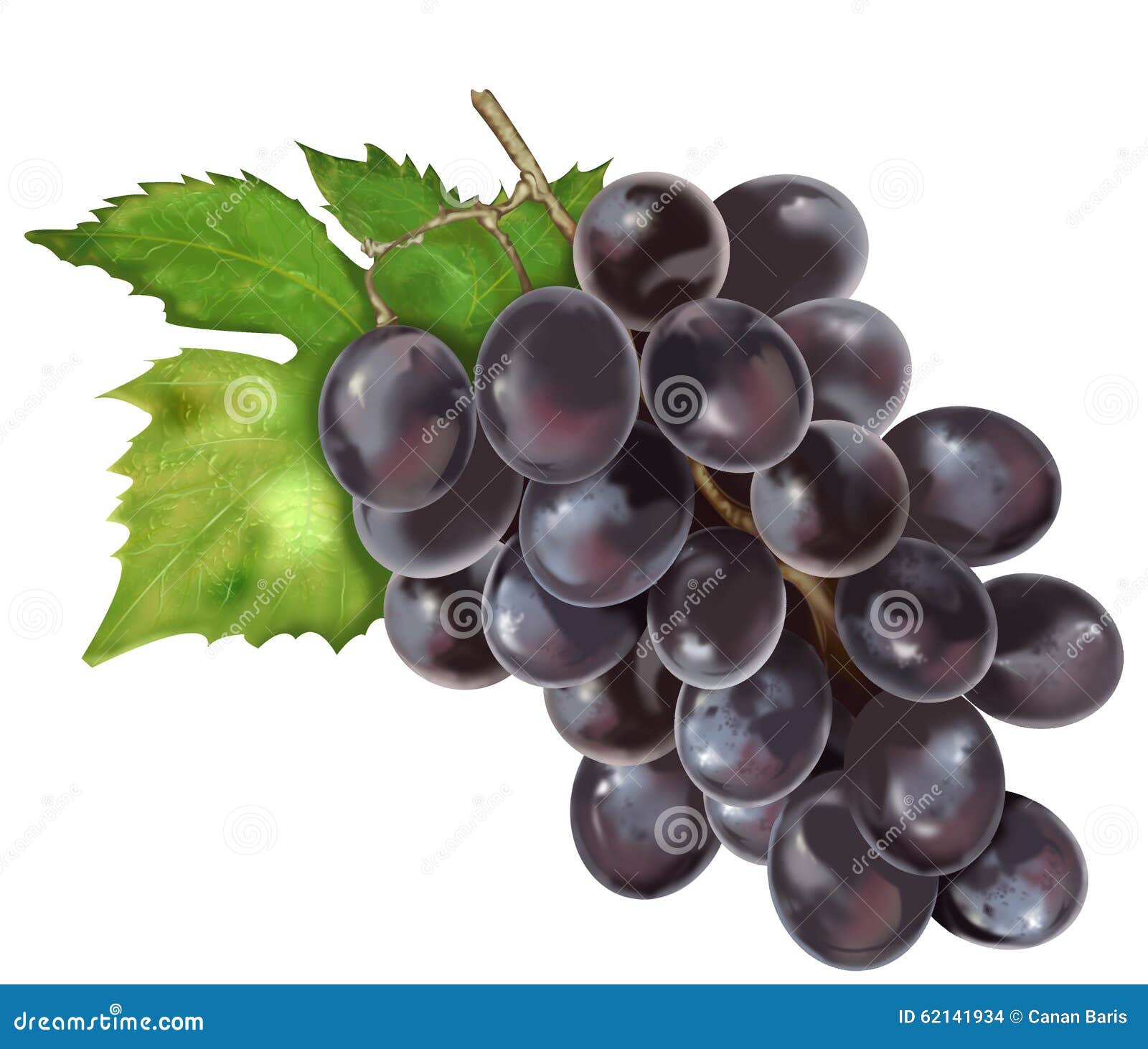 Grapes Illustration stock illustration. Illustration of winemaking ...