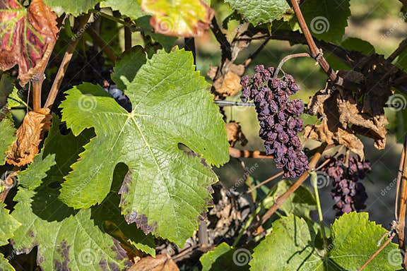 Grapes Infested with Rot and Mold Stock Photo - Image of rotten ...