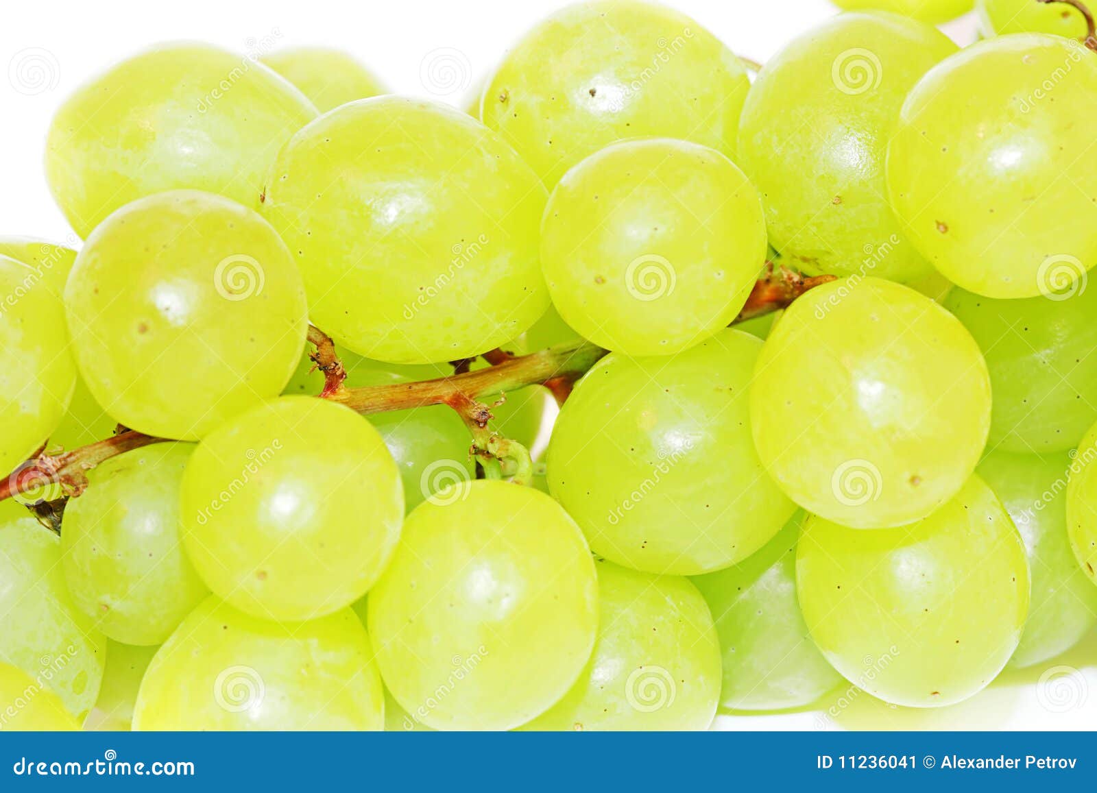 Grapes isolated on white stock image. Image of isolated - 11236041