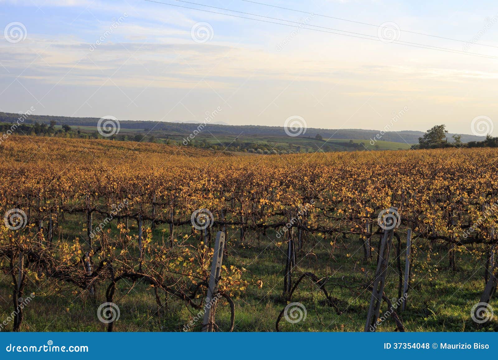 Grapes landscape stock photo. Image of fall, tuscany - 37354048