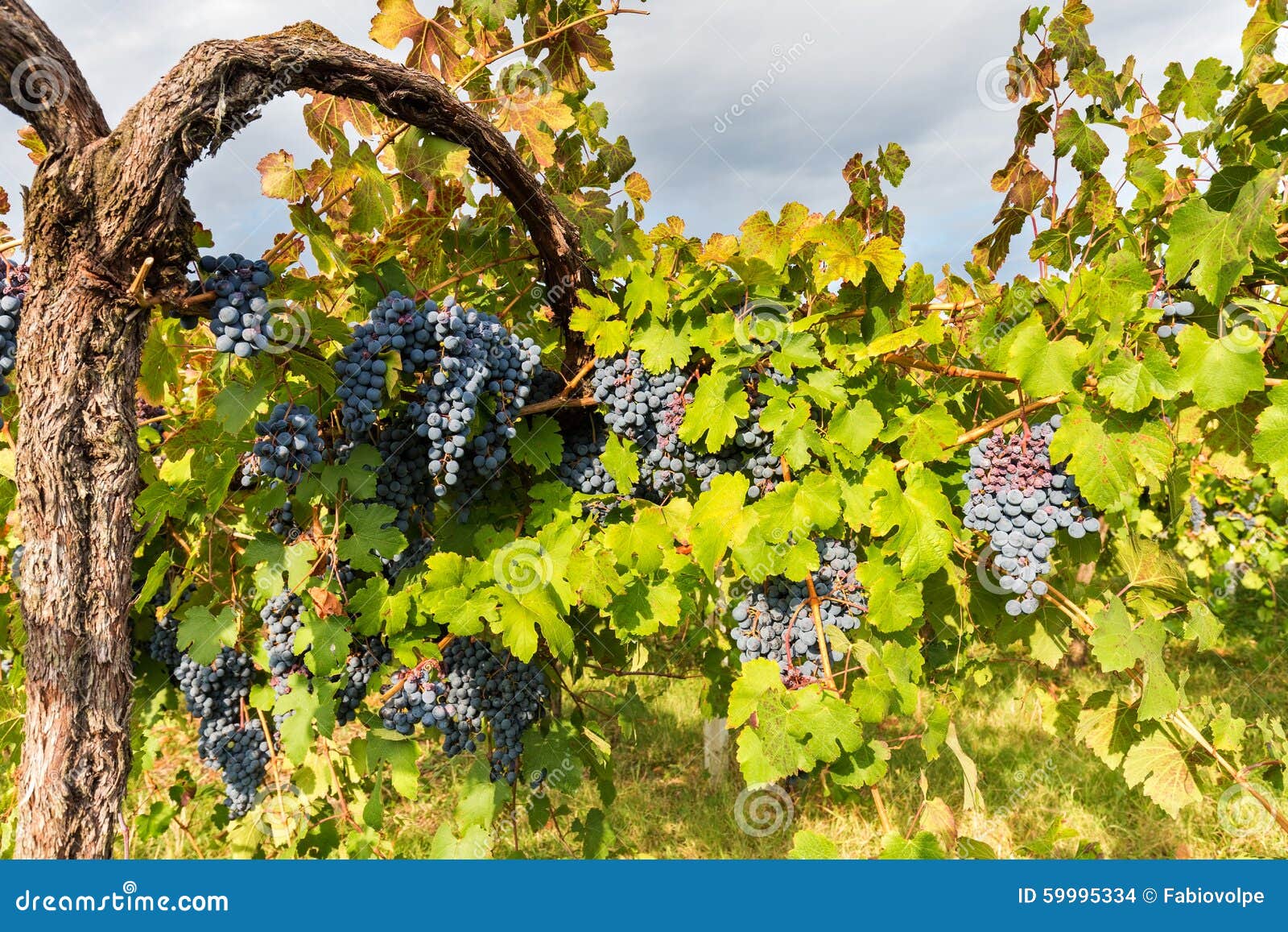 Grapes in late September stock photo. Image of agriculture - 59995334