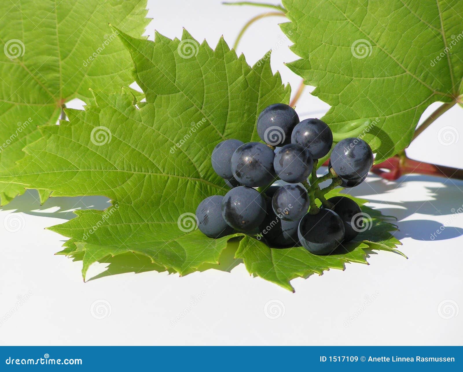Grapes on leaf stock image. Image of dessert, farm, form - 1517109